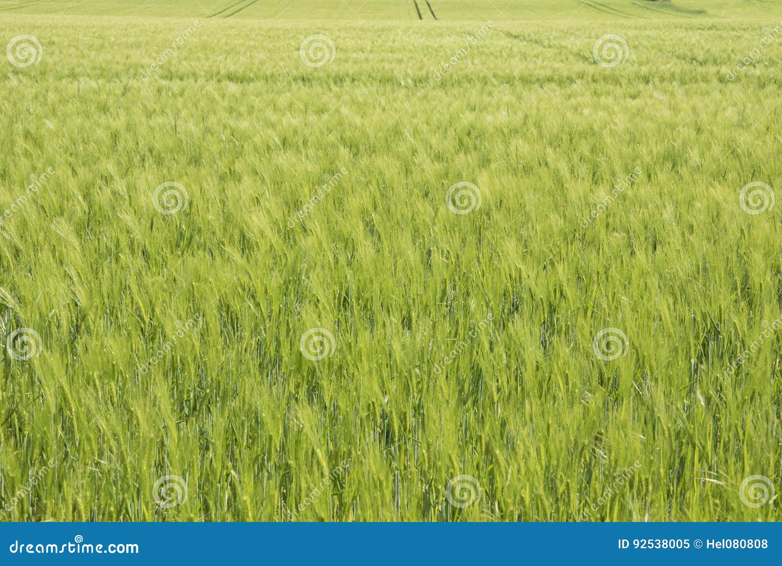 Growing Rye Field, Rye Field in Early Summer Stock Image - Image of ...