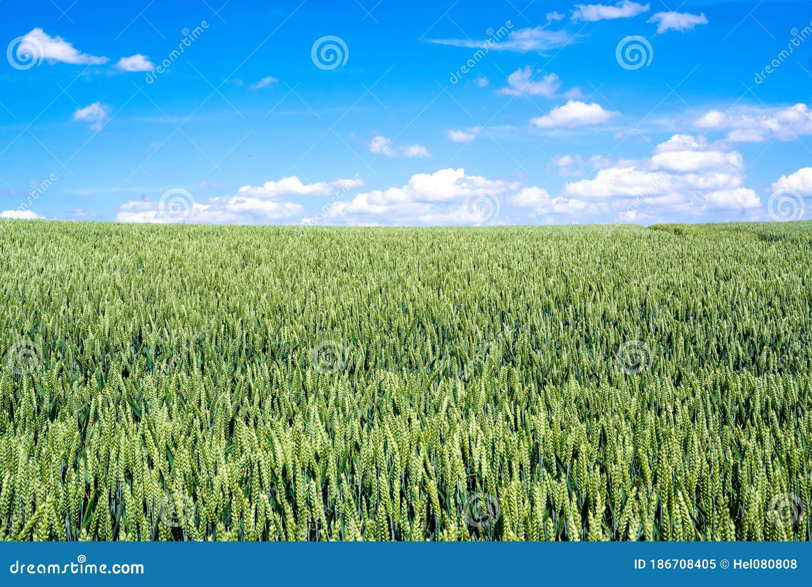 Growing Rye in Rural Field, Rye Field in Early Summer with Blue Sky and ...