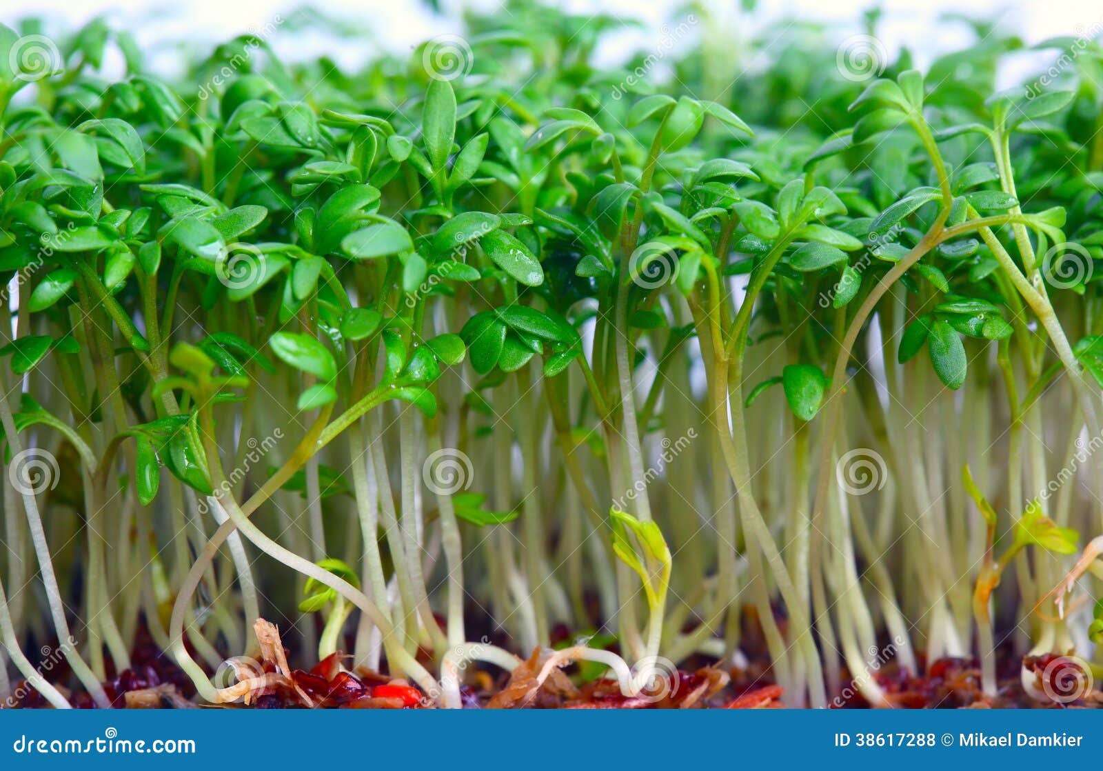 Growing Salad Mustard Cress Stock Photo - Image of food, vegan: 38617288