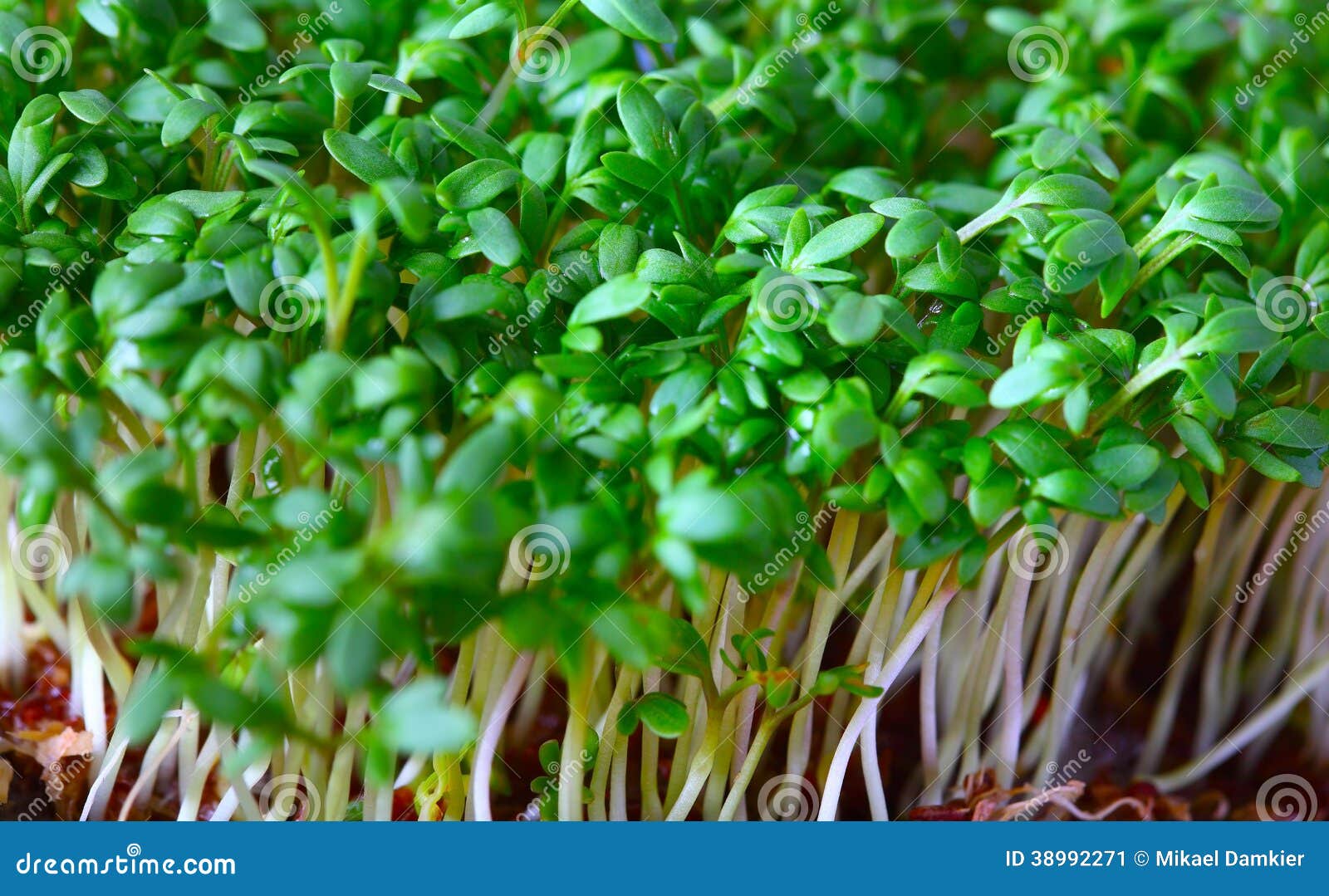 Growing Salad Mustard Cress Stock Image - Image of ingredient, spice ...