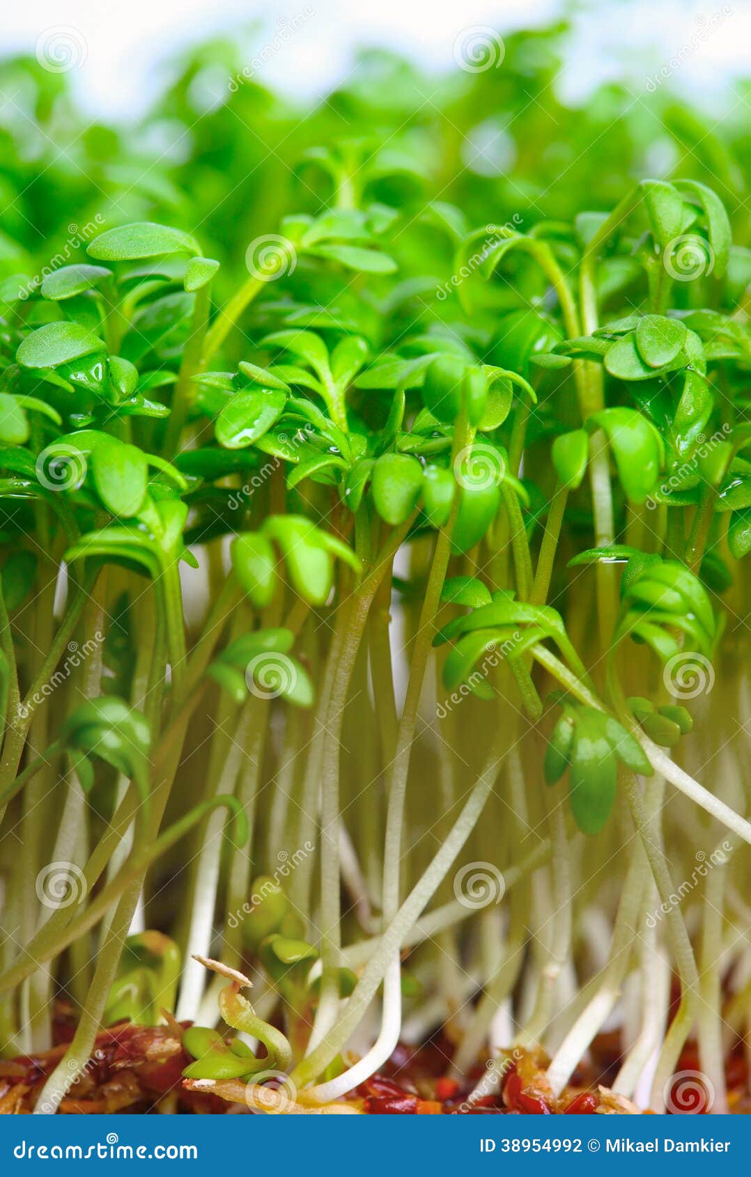 Growing Salad Mustard Cress Stock Photo - Image of eating, food: 38954992