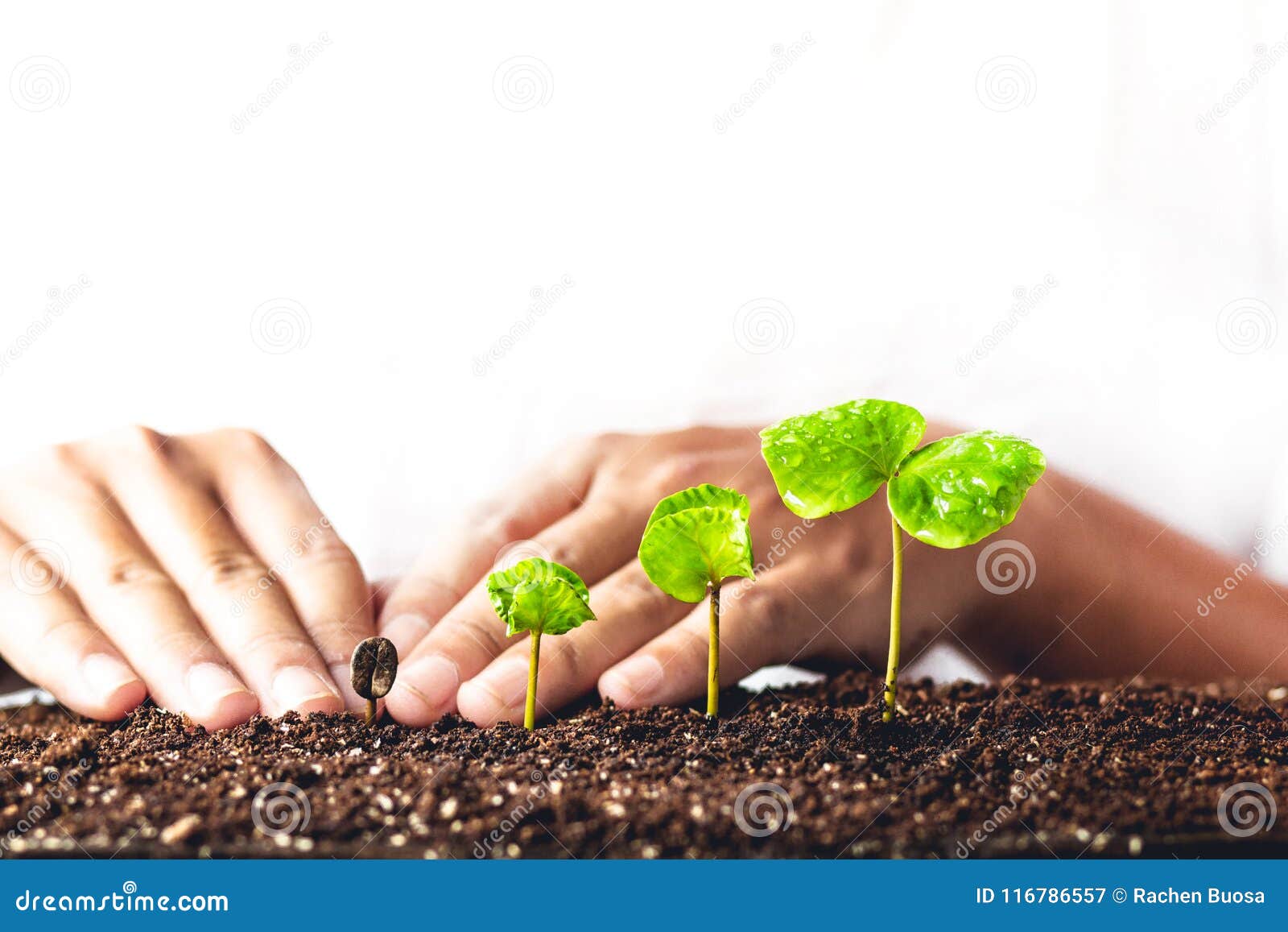 Growing Sapling Coffee Trees Hand Protect White Background Stock Image ...