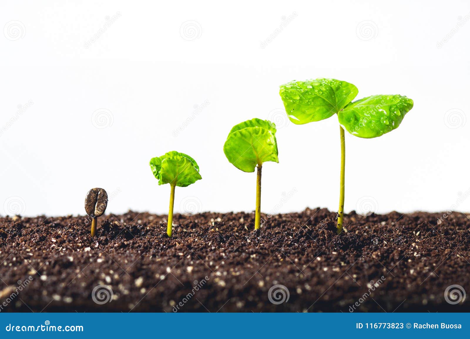 Growing Sapling Coffee Trees Hand Protect White Background Stock Image ...