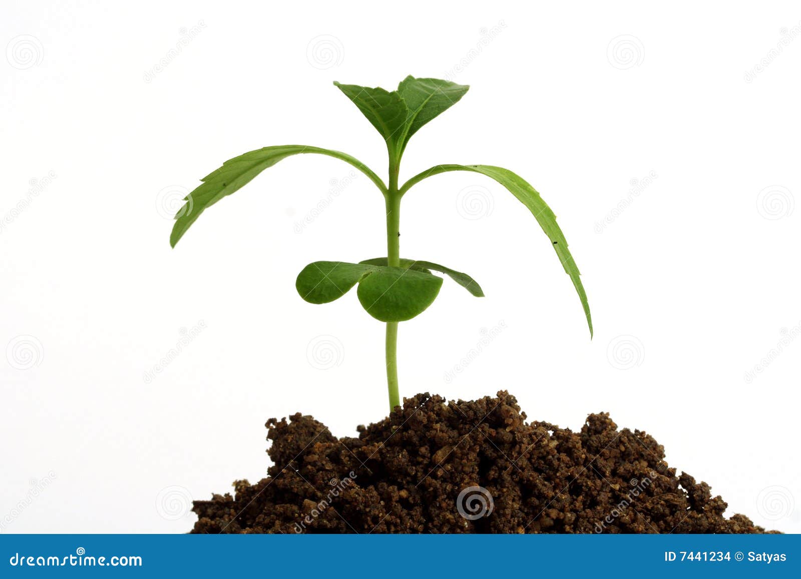 Growing sapling-New life stock photo. Image of growth - 7441234