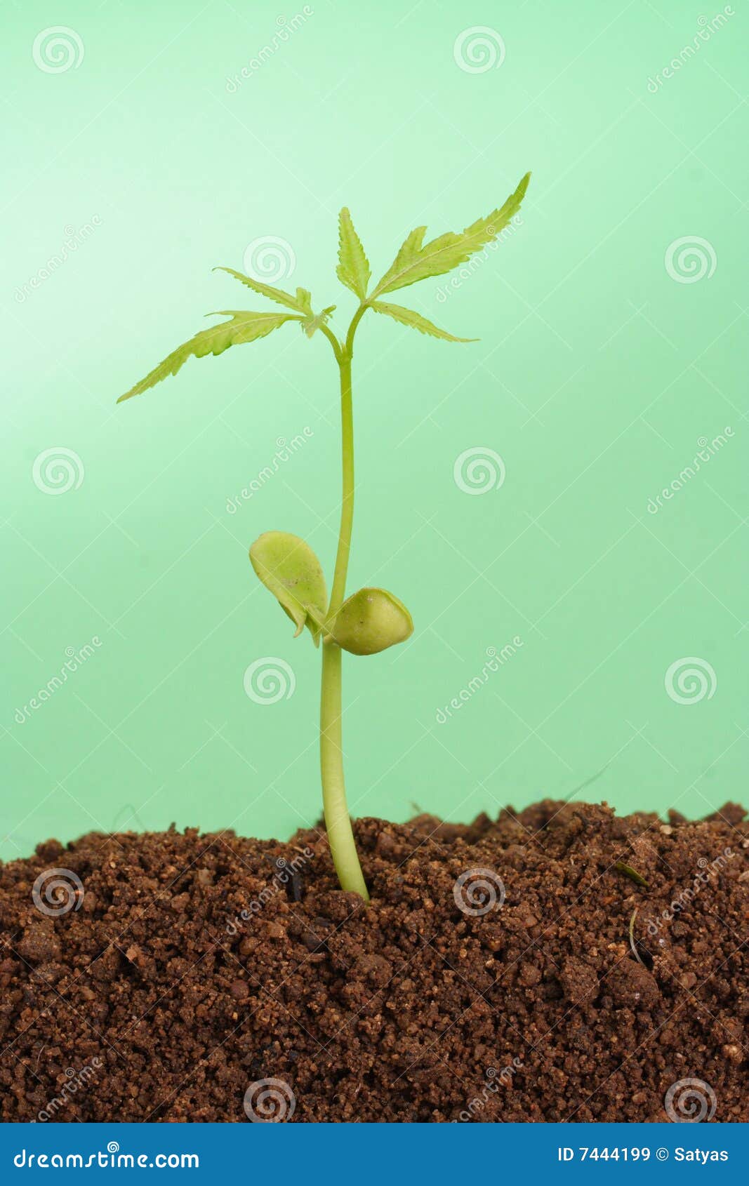 Growing sapling-New life stock image. Image of sapling - 7444199