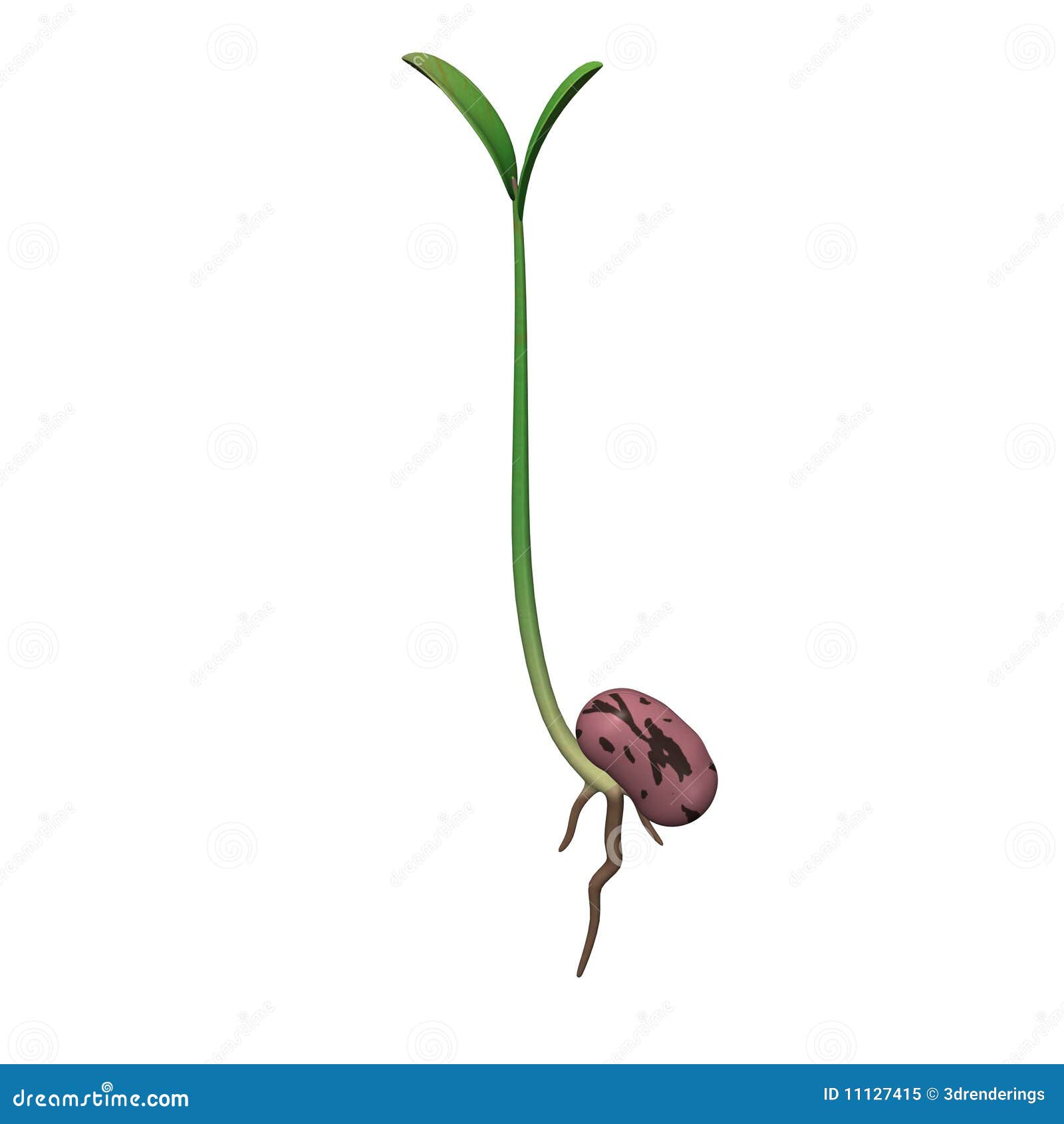 Growing Seed Stages. Plant Growth Proccess In Soil Cartoon Vector ...