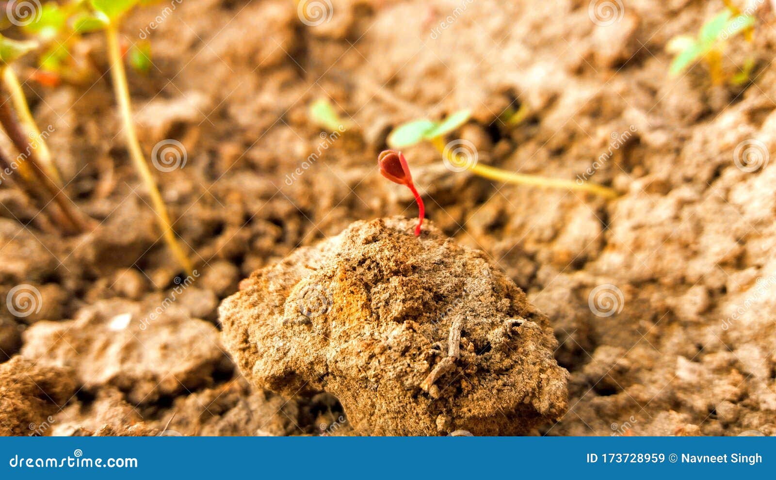 Growing Seed in Deserts Looking Beautiful Stock Image - Image of ...