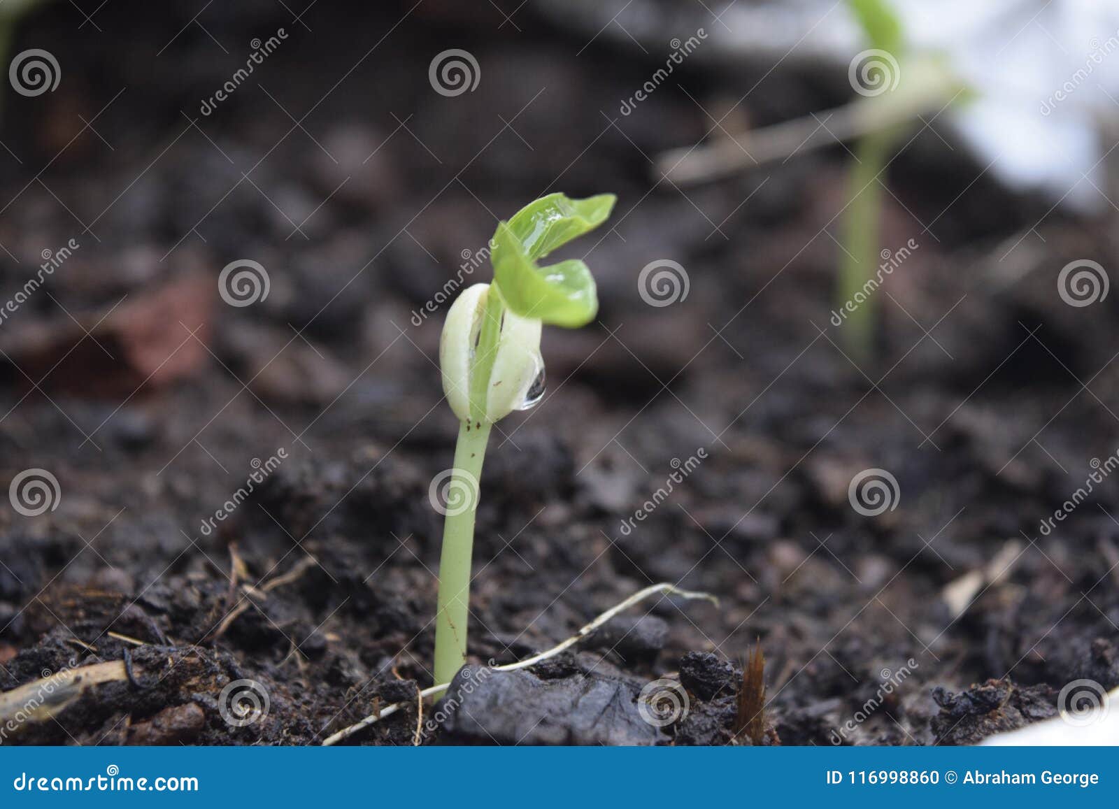 Growing seed stock photo. Image of plant, strength, growing - 116998860
