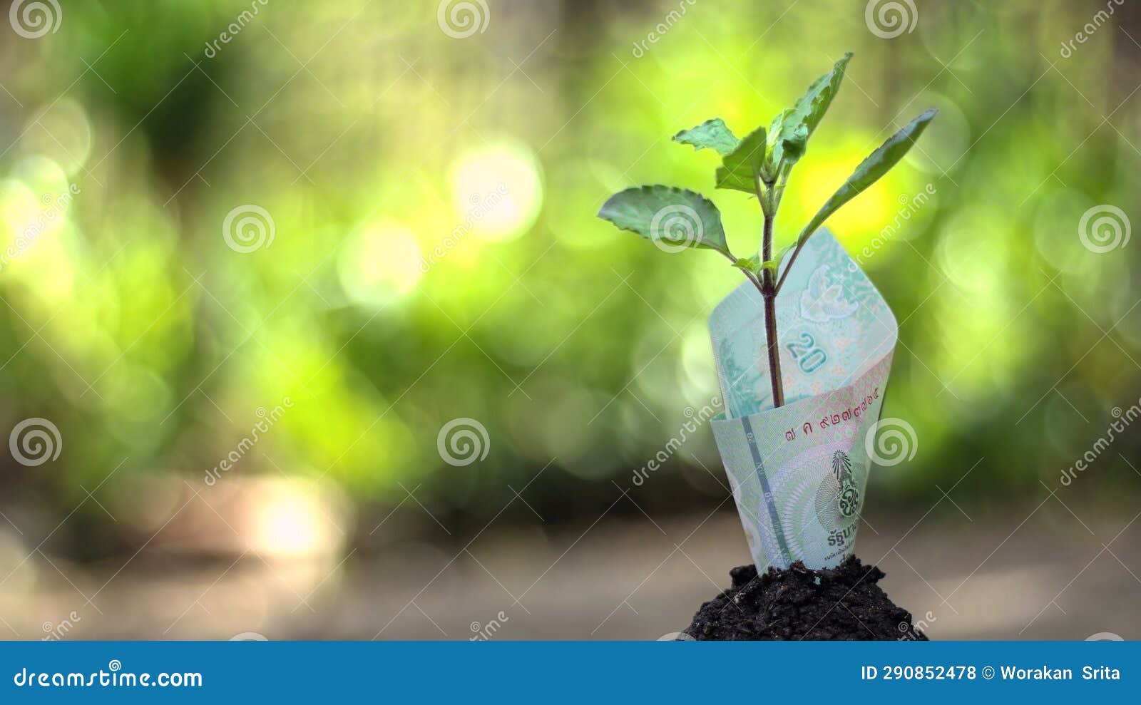Growing Seedlings it is Like Money that is Growing. Stock Photo - Image ...