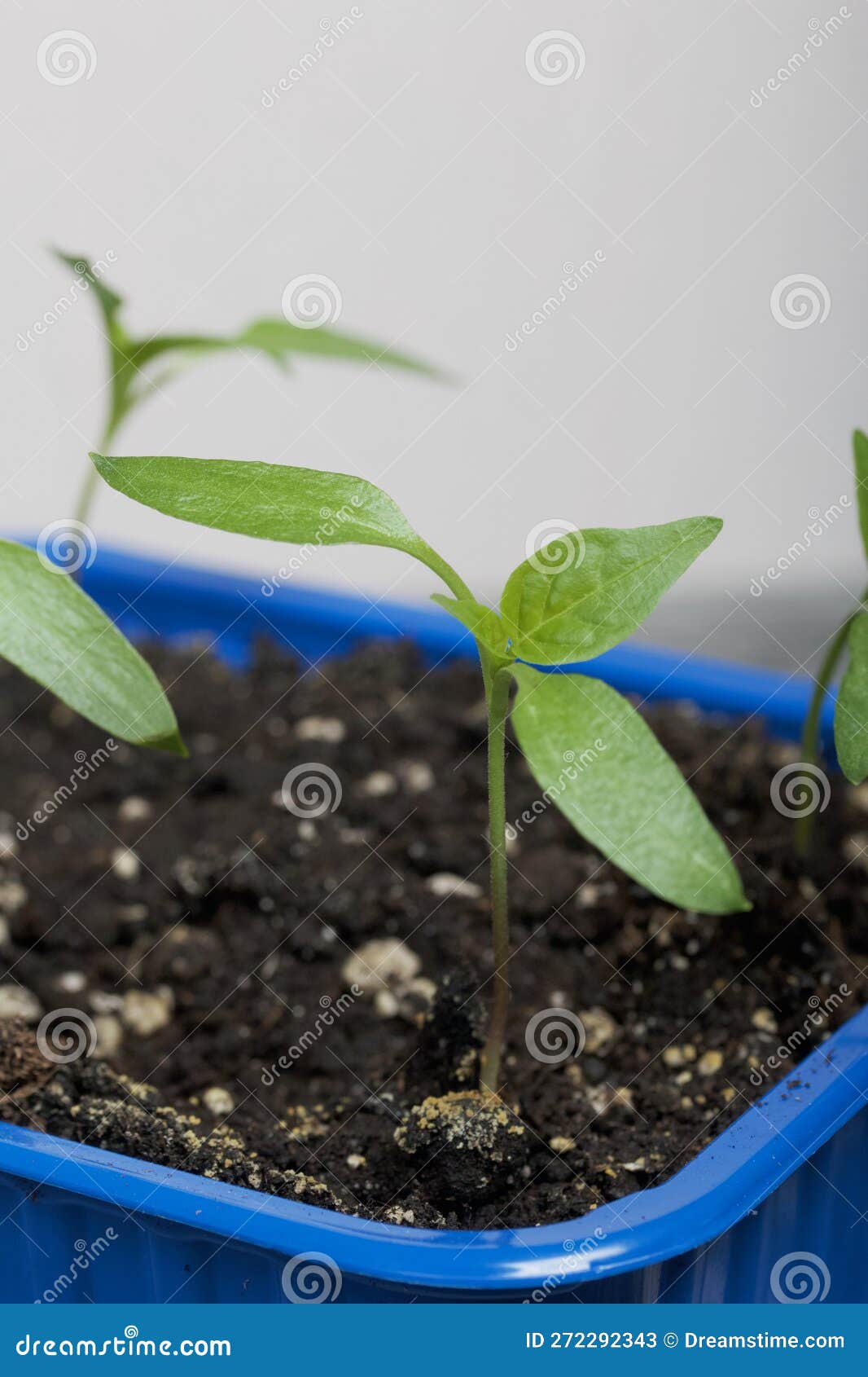 Growing Seedlings in a Plastic Container. Green Seedling Sprouts Stock ...