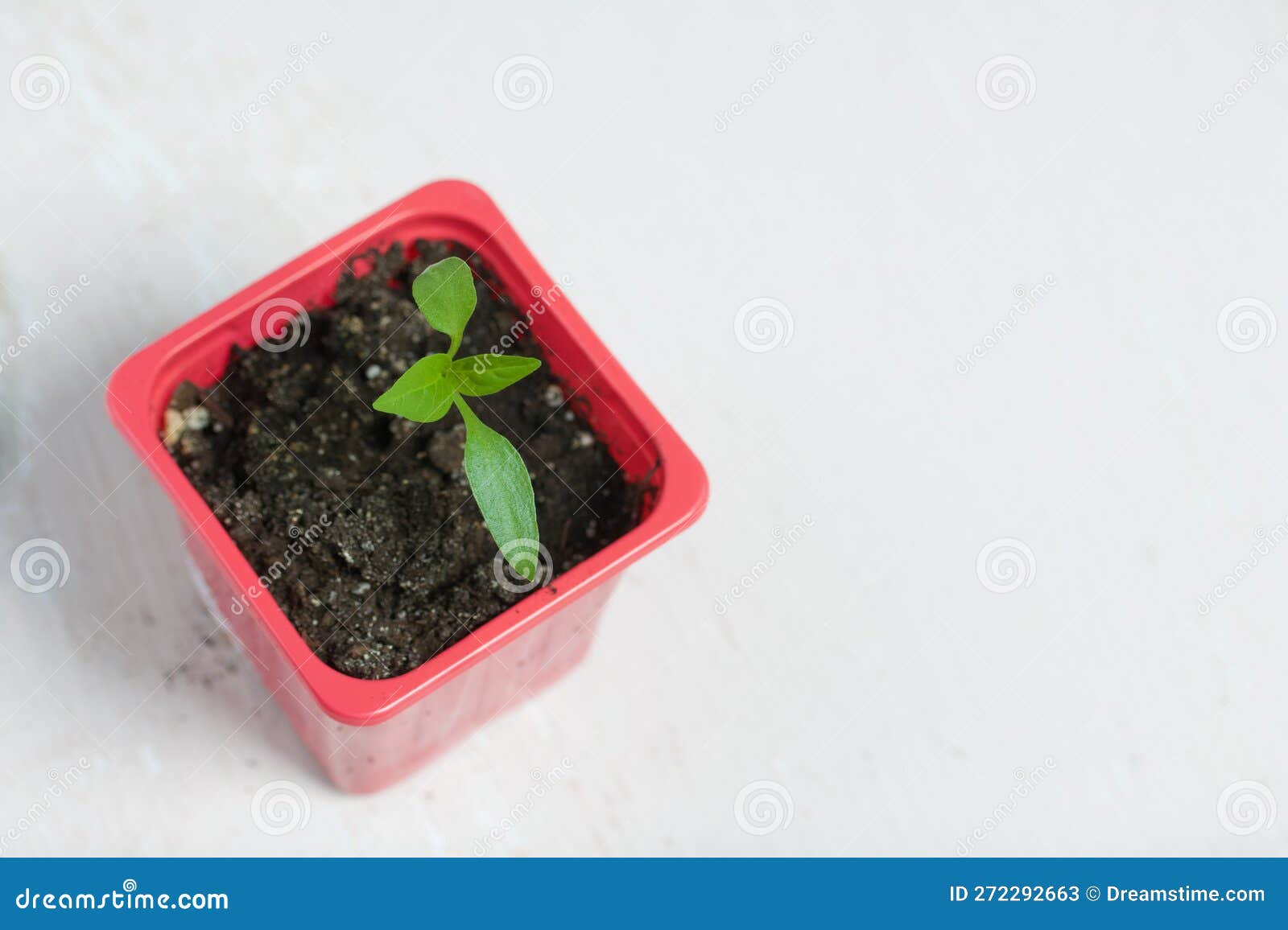 Growing Seedlings in a Plastic Container. Green Seedling Sprouts Stock ...