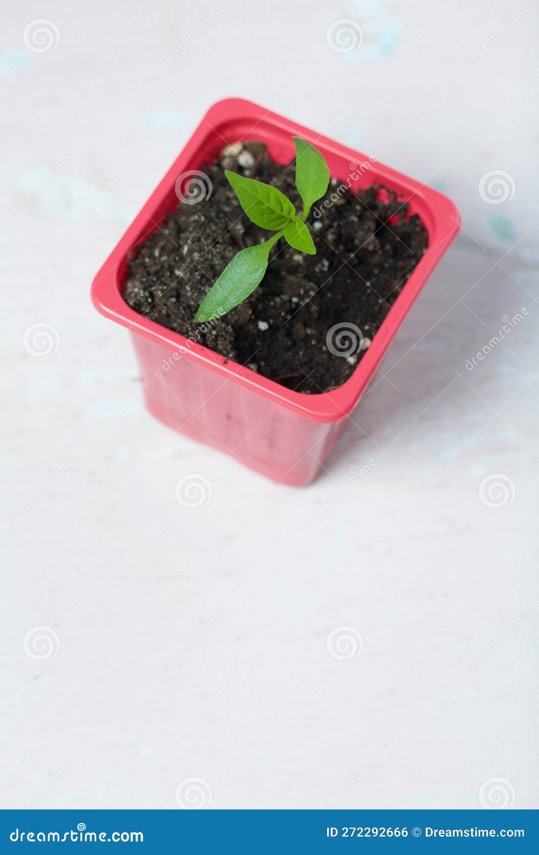 Growing Seedlings in a Plastic Container. Green Seedling Sprouts Stock ...