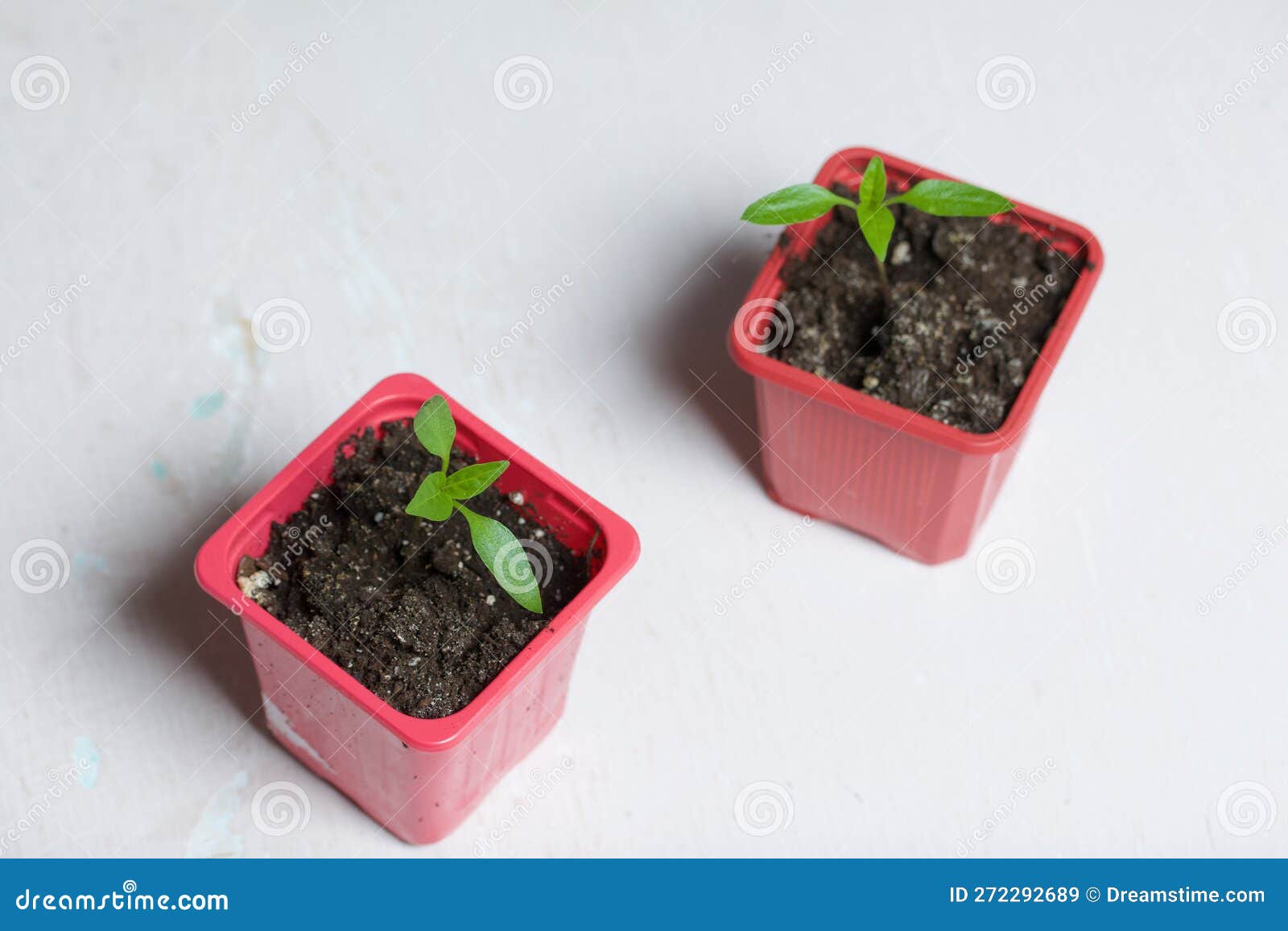 Growing Seedlings in a Plastic Container. Green Seedling Sprouts Stock ...