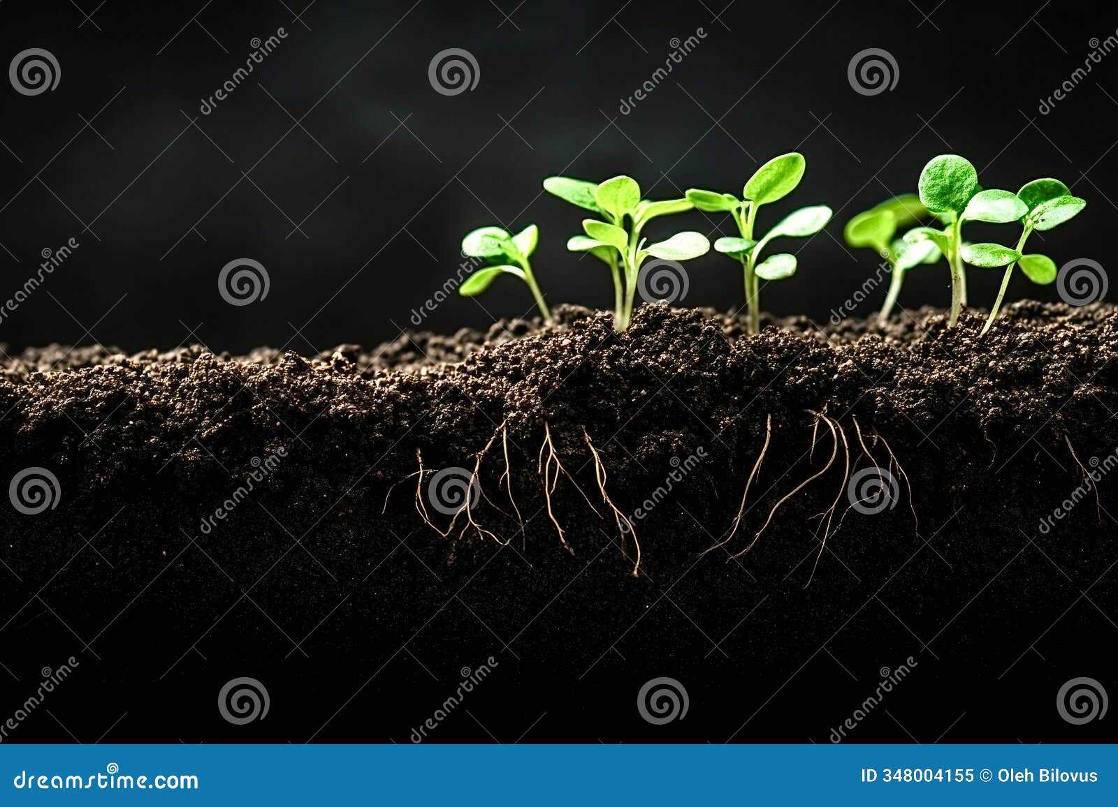 Growing Seedlings Showing Root Structure in Fertile Soil Stock Image ...