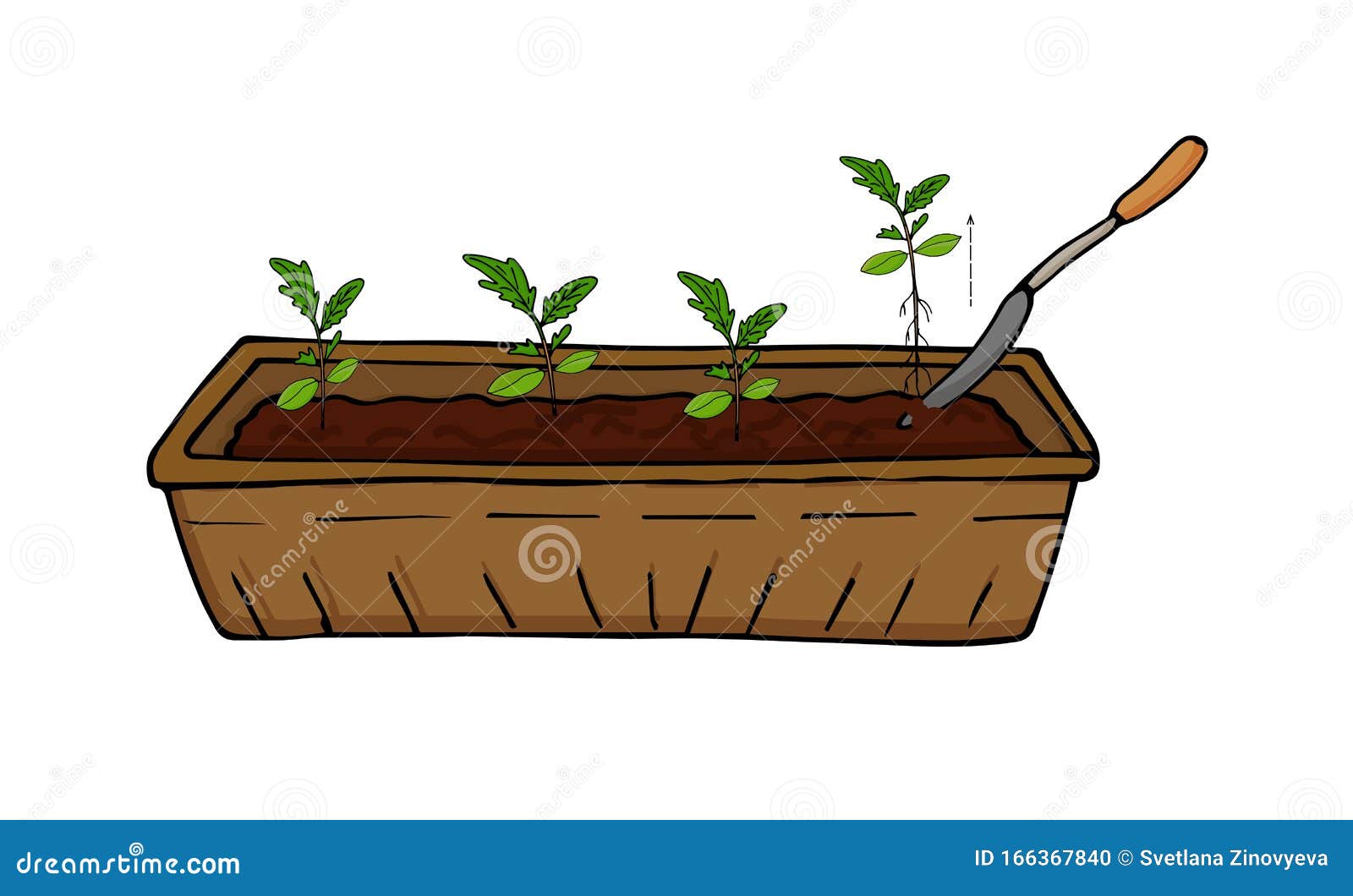 Growing Seedlings Stages. Plant Shoots Tray. Seedlings Agriculture ...