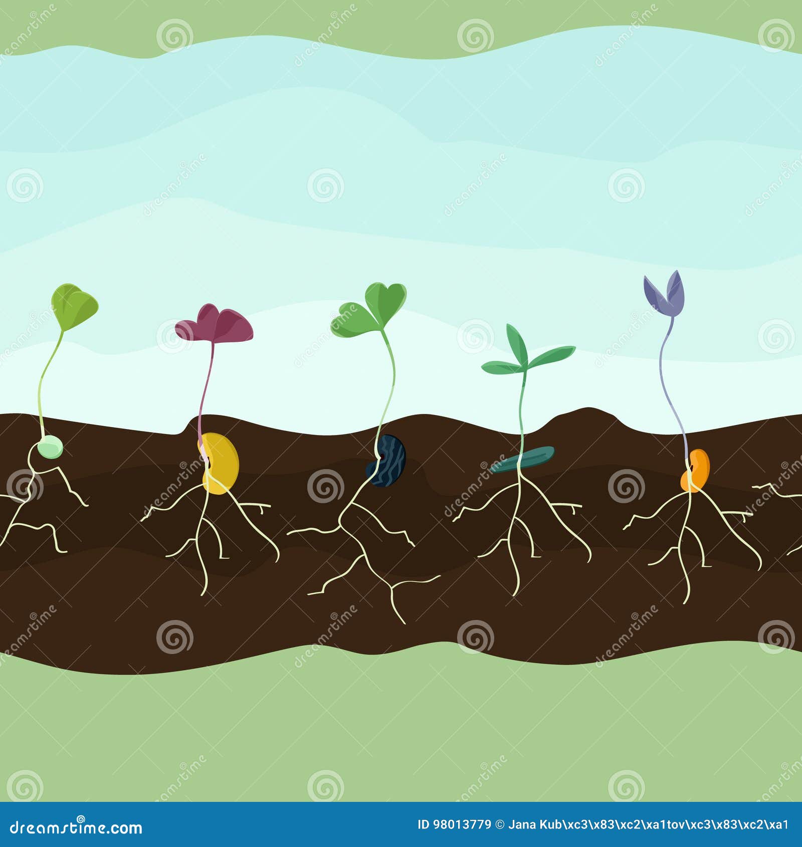 Growing seeds stock vector. Illustration of seed, bean - 98013779