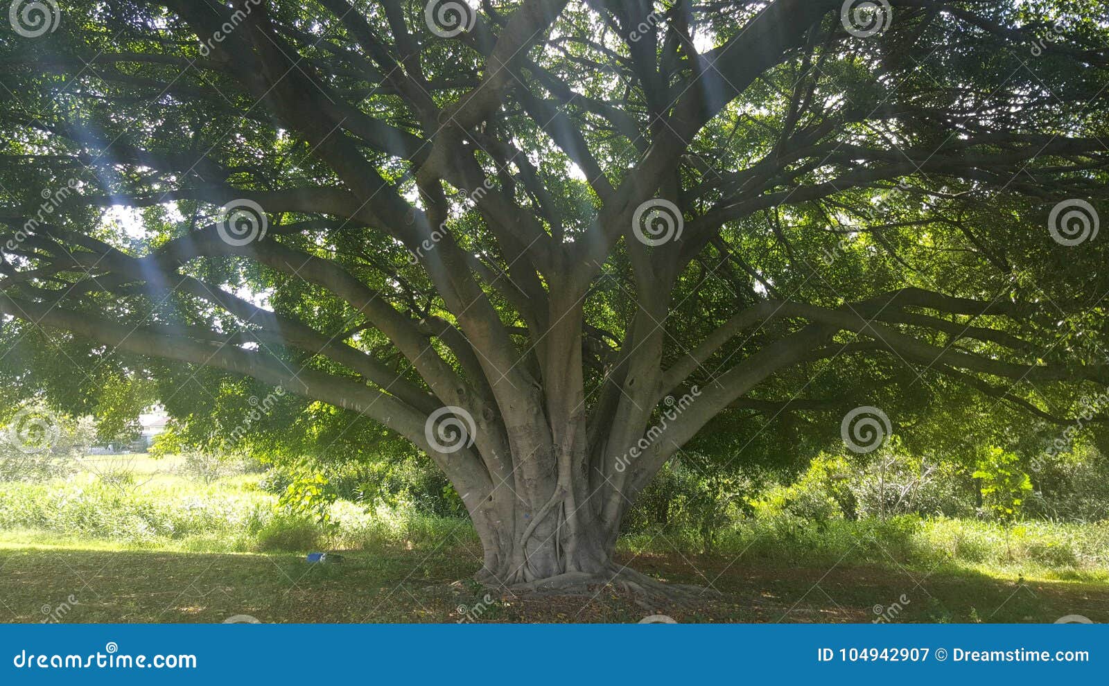 Growing stock image. Image of trunk, park, beautiful - 104942907