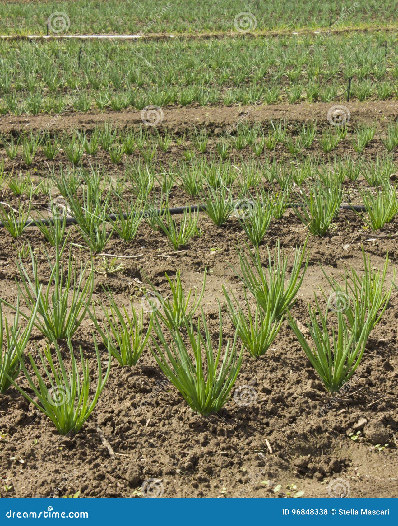 Growing Shallots in a Field Stock Photo - Image of shallots, food: 96848338