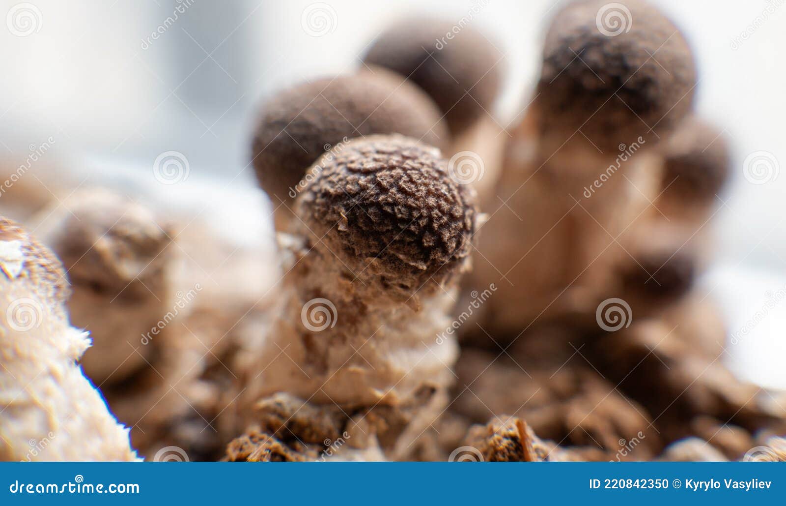 Growing Shiitake Mushrooms at Home Stock Photo - Image of background ...