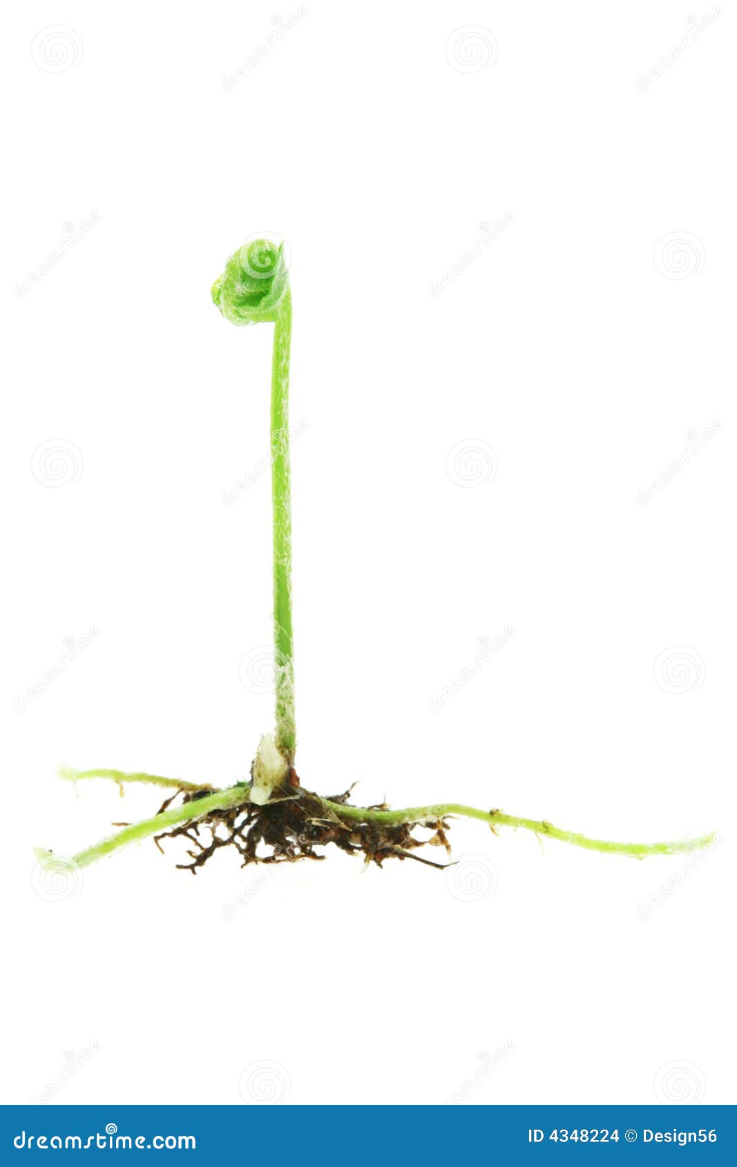 Growing Shoot of a Fern Plant Stock Photo - Image of beauty ...