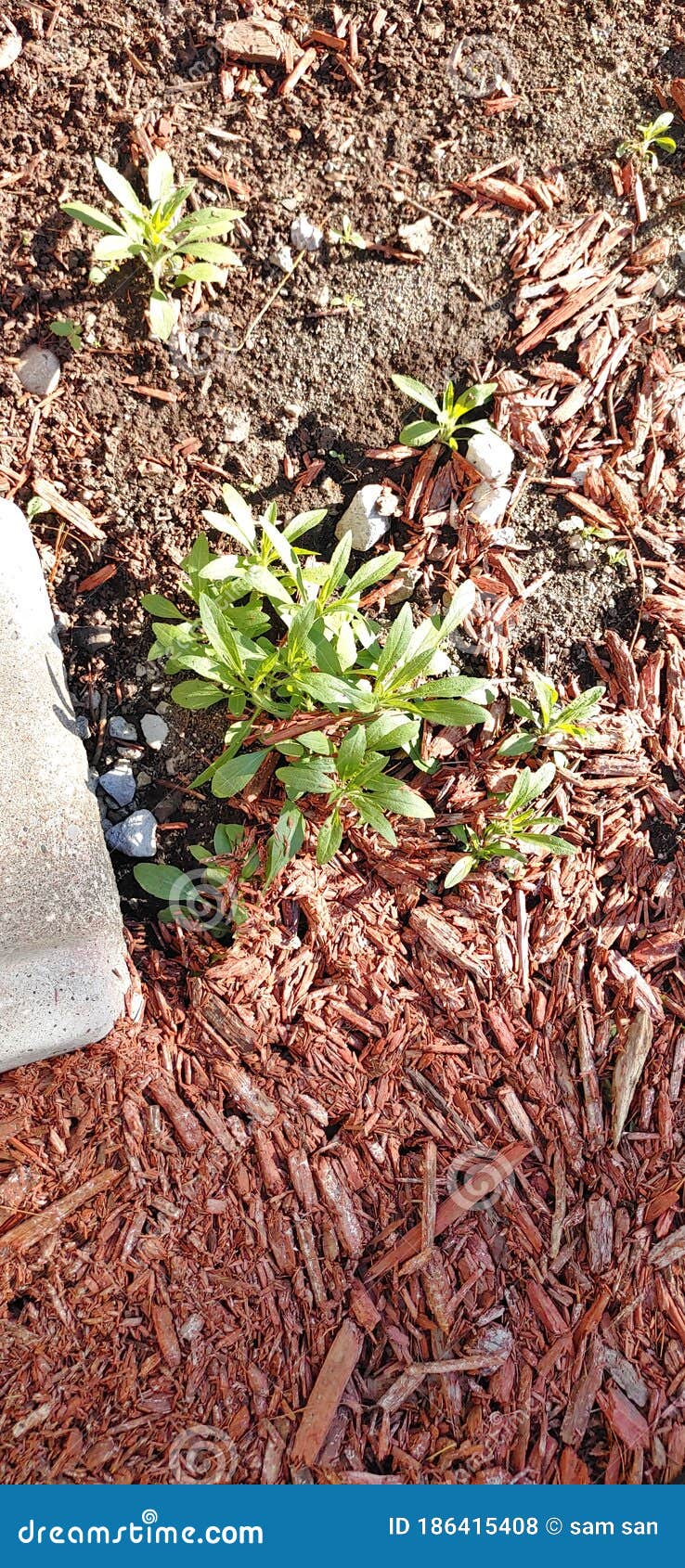 Growing Shrub Green Spring Ground Stock Photo - Image of grass, shrub ...