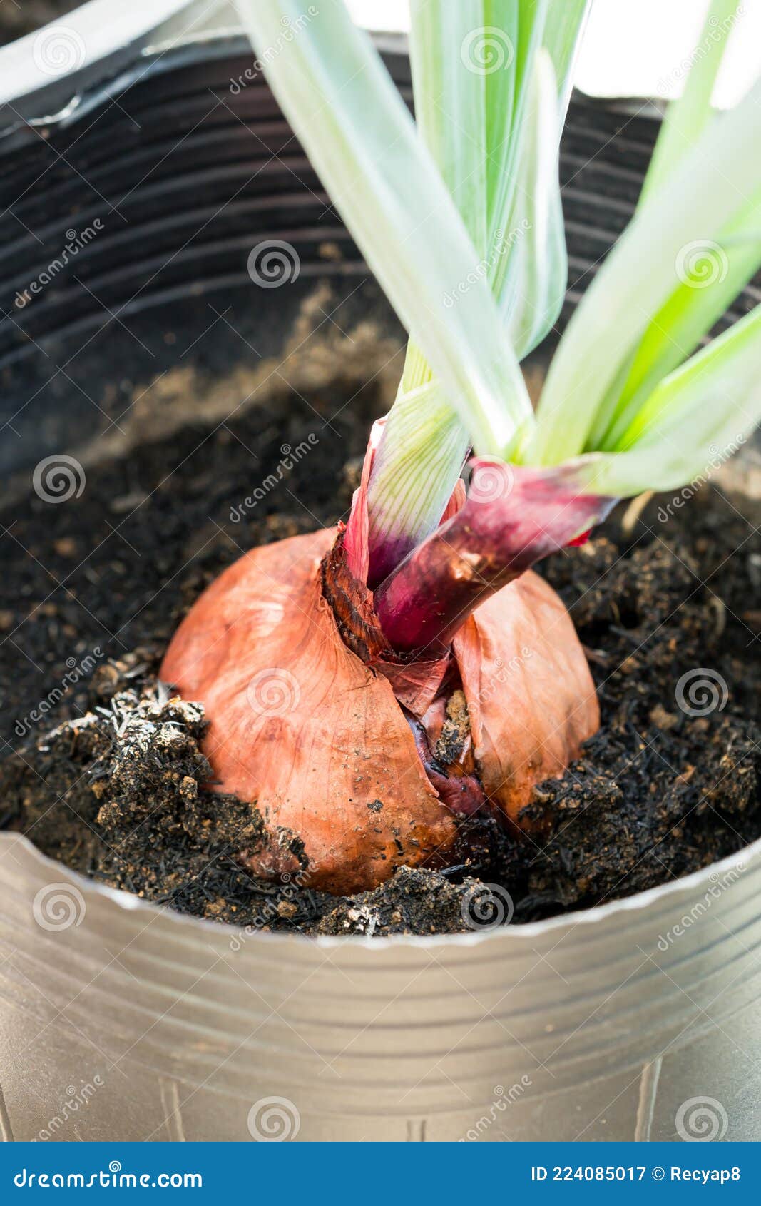 Growing a White Onion at the Backyard Stock Image - Image of onion ...