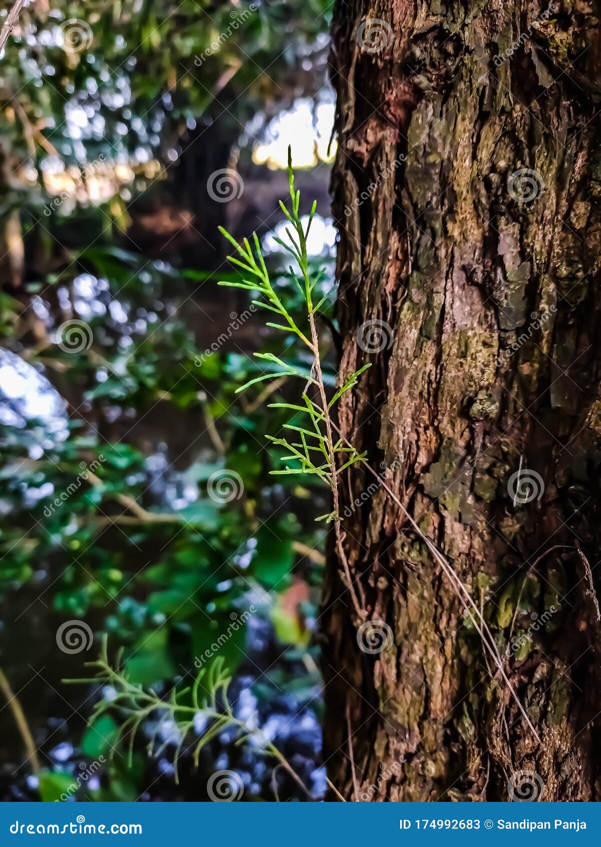 Tamarix Tree In Iranian Desert. Stock Photography | CartoonDealer.com ...