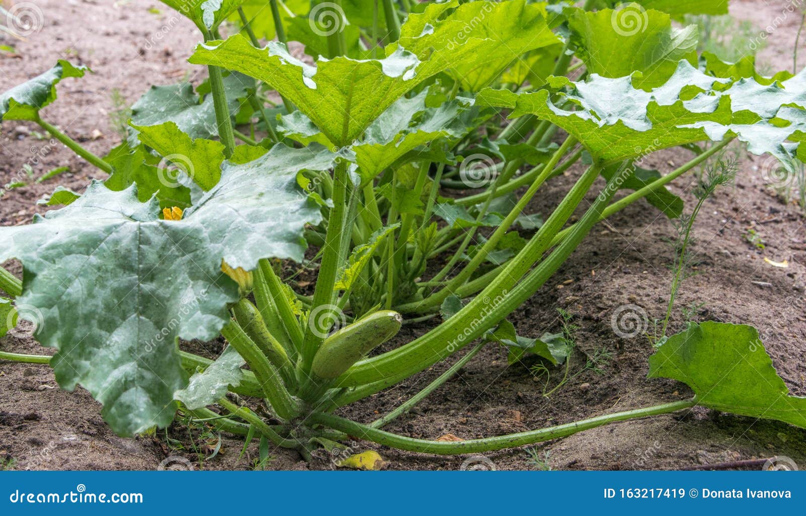 A Growing Small Cabbage on the Stem of a Plant in the Garden Stock ...