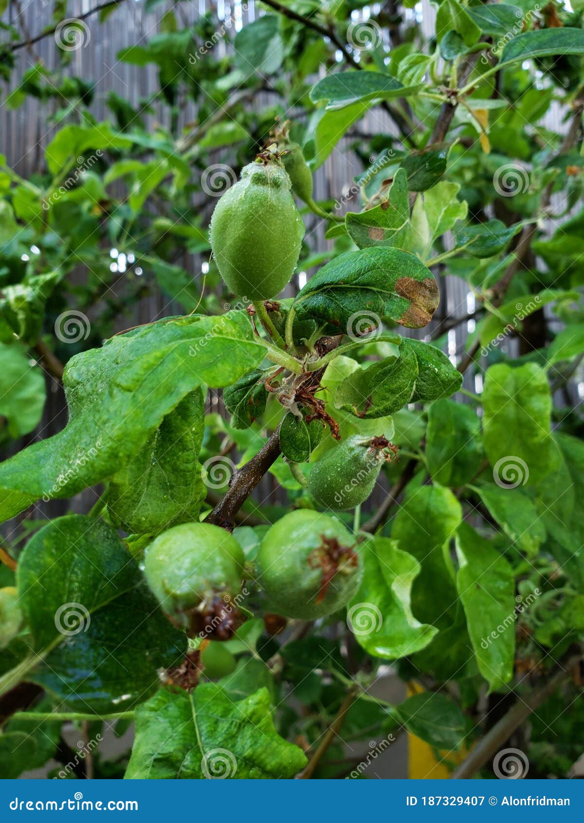 Growing Green Apples on a Tree Branch Stock Image - Image of small ...