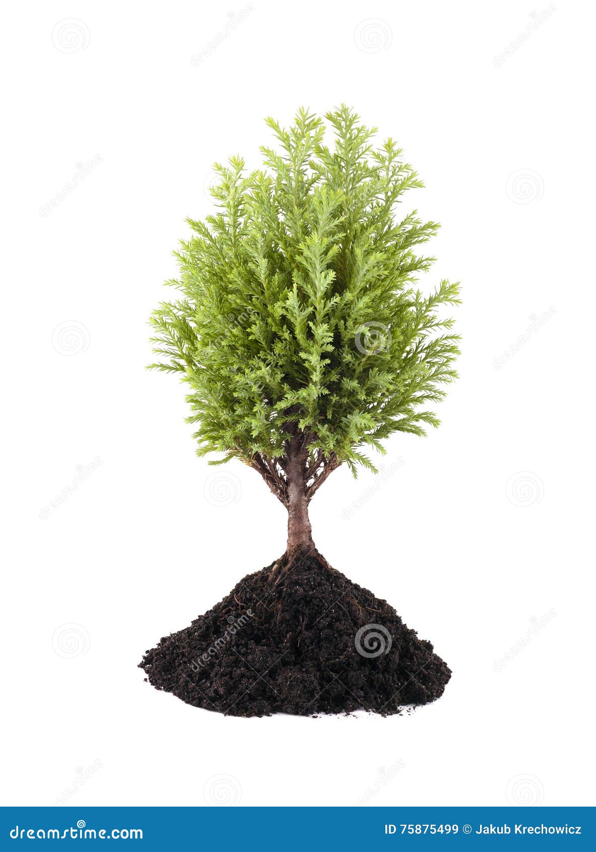 Growing small green tree stock image. Image of growing - 75875499