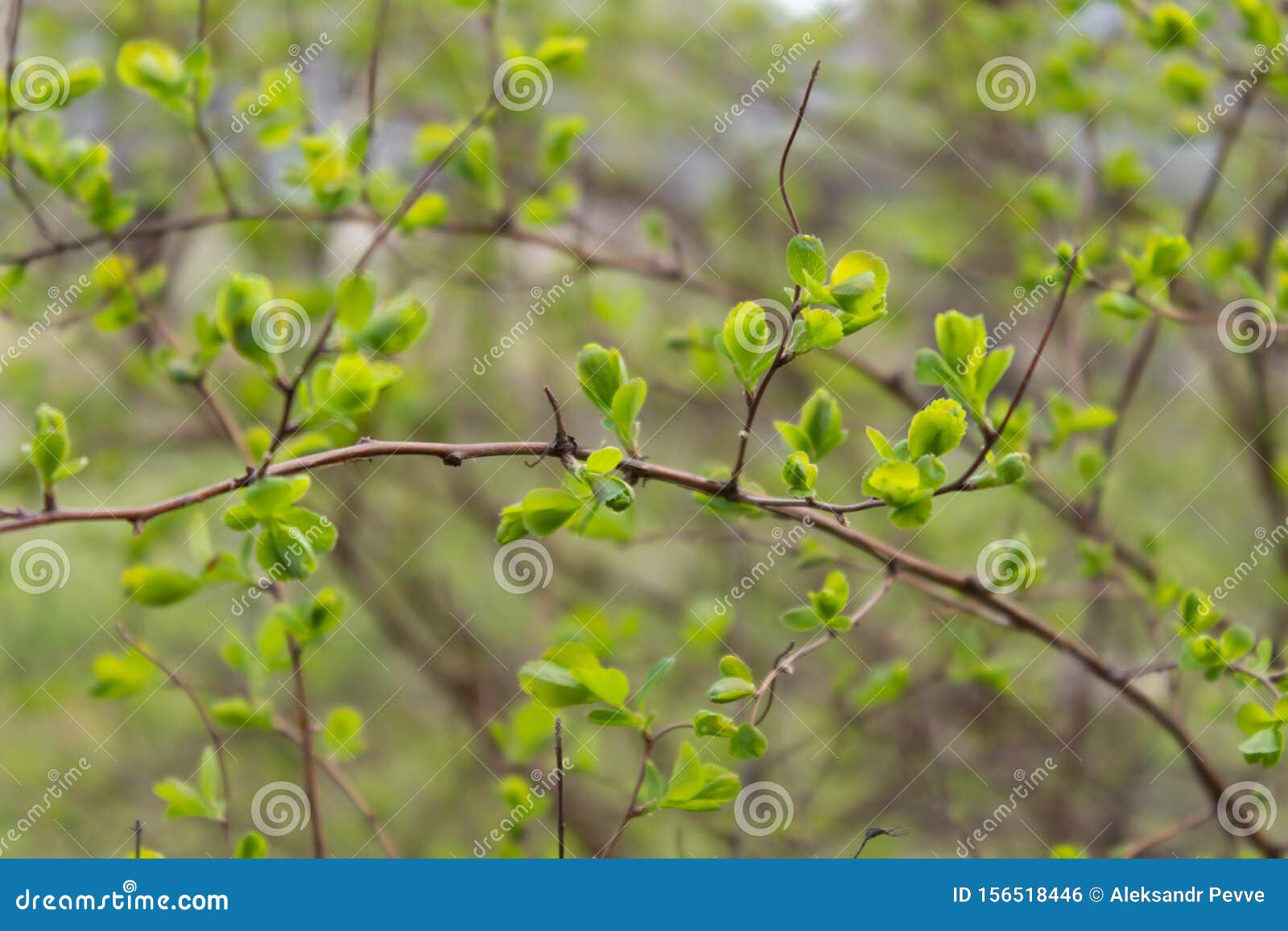 Growing Small Leaves on a Thin Branch in the Sunlight Stock Photo ...