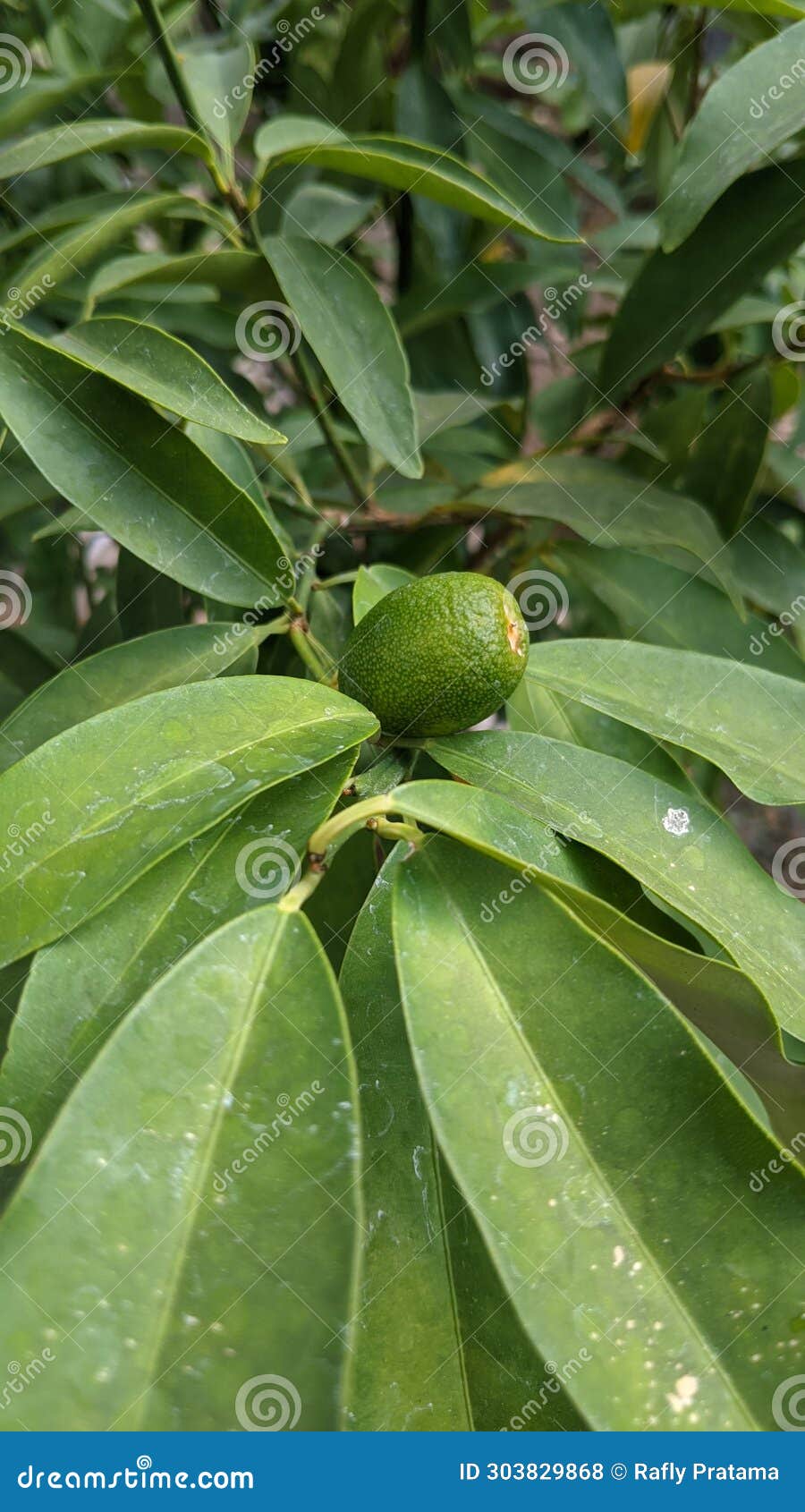 Growing Small Mandarin Oranges Stock Photo - Image of stalk, fruit ...