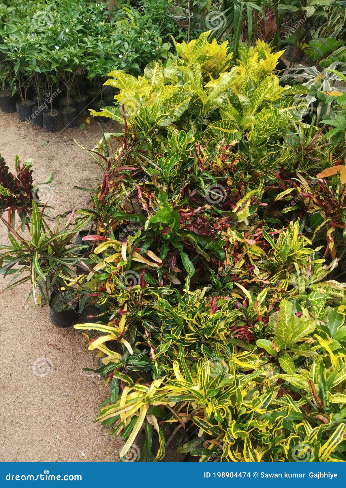 Growing small plant stock photo. Image of plant, green - 198904474