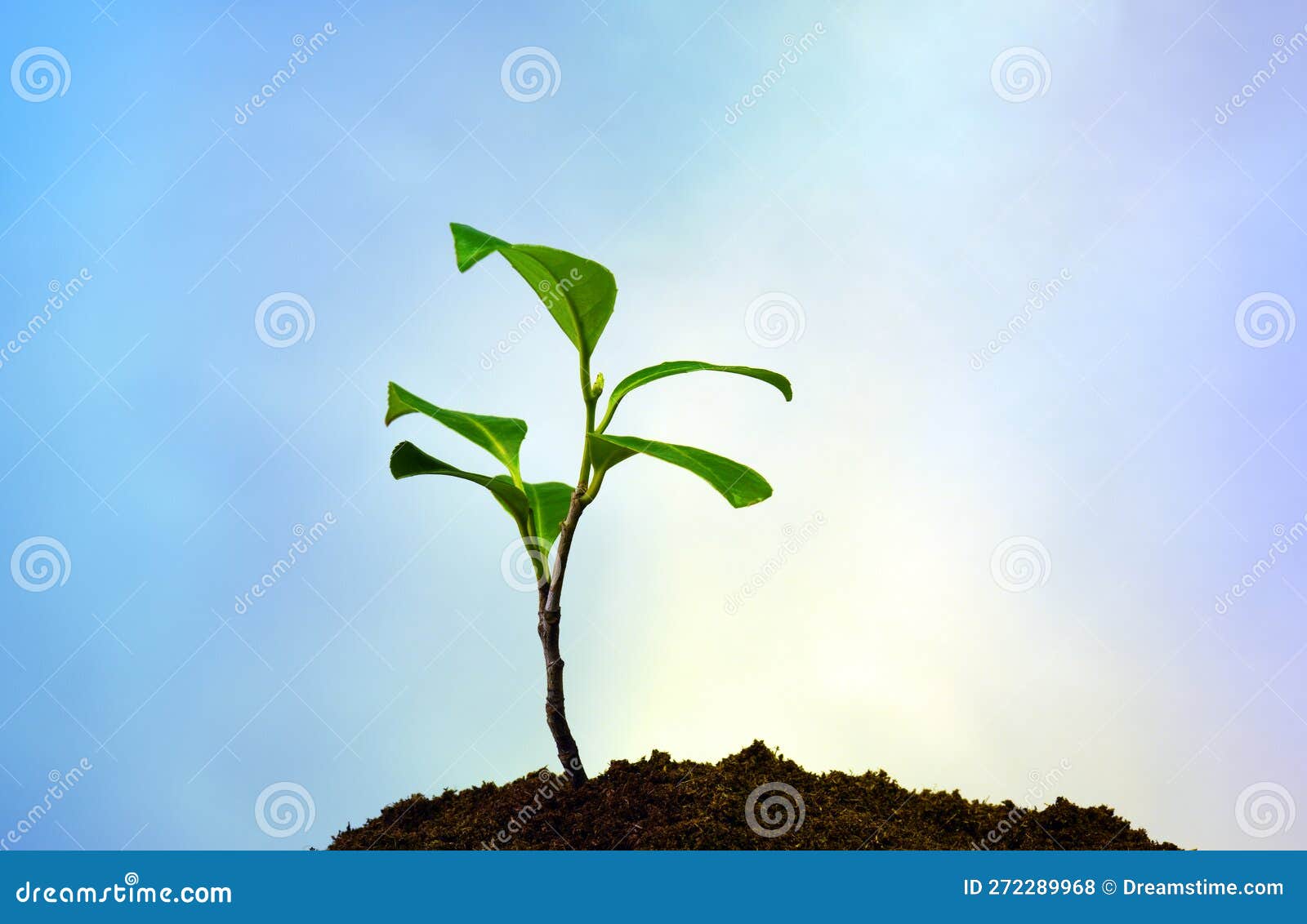 Growing small plant stock photo. Image of branch, small - 272289968