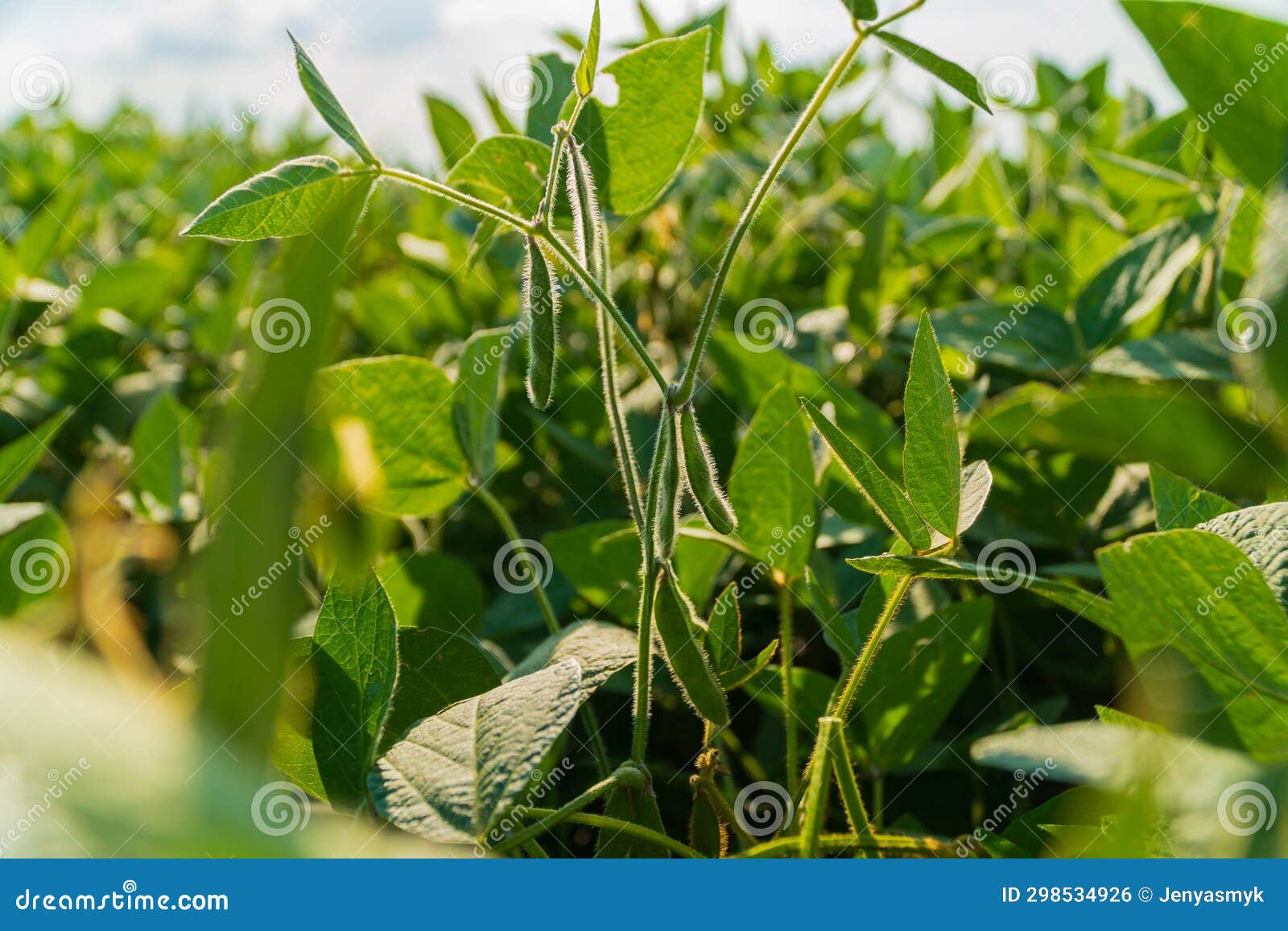 Growing Soy Plants. Plantation of Soybean Stock Photo - Image of ...