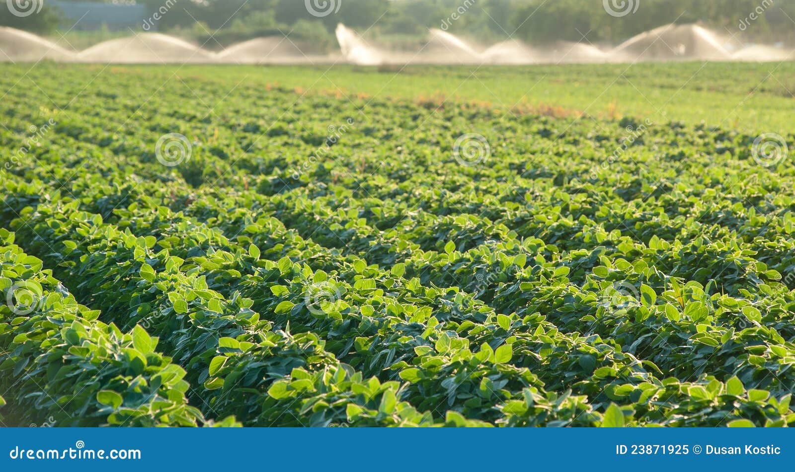 Growing soybean stock image. Image of cultivate, irrigation - 23871925