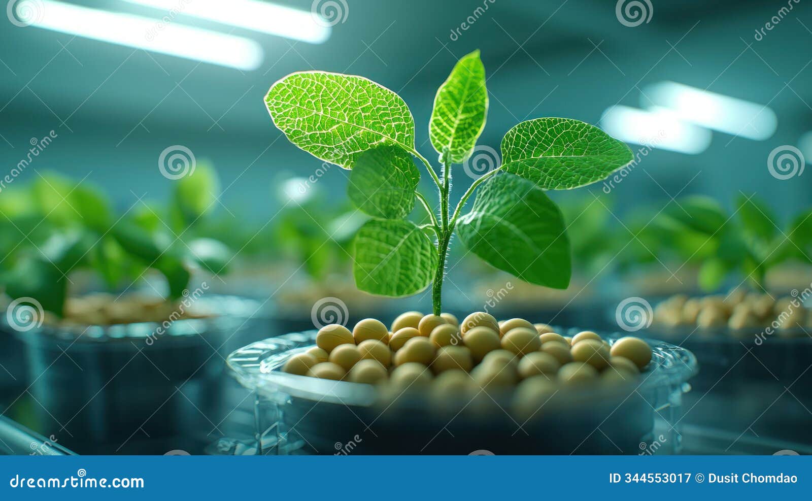 Growing Soybean Plant with Healthy Leaves in Laboratory Setting Stock ...