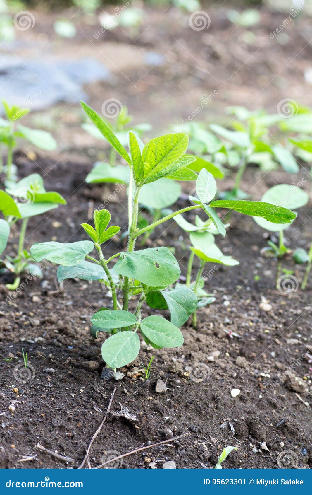 Growing soybeans stock image. Image of natural, green - 95623301