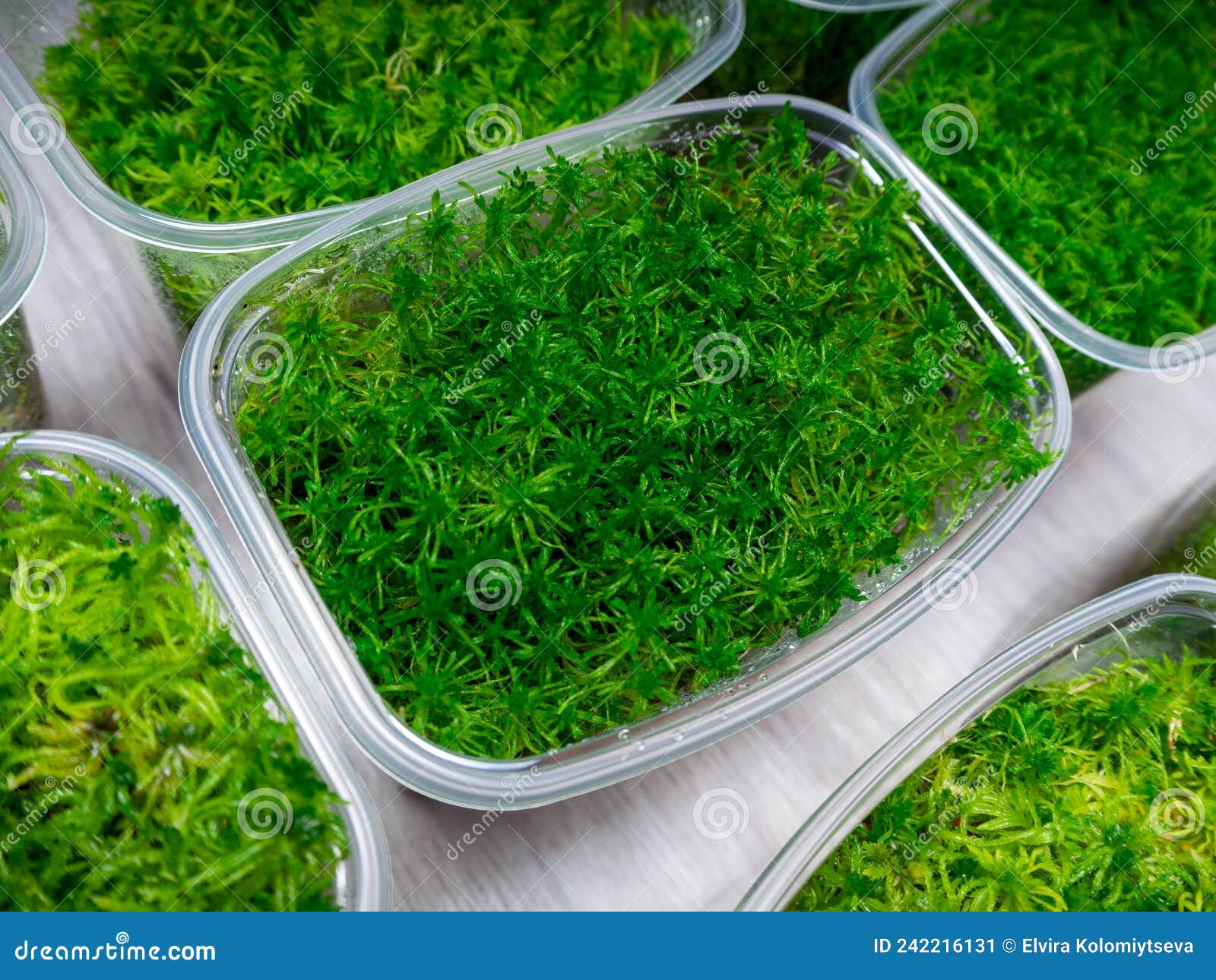 Growing Sphagnum Moss of Different Varieties Stock Image - Image of ...