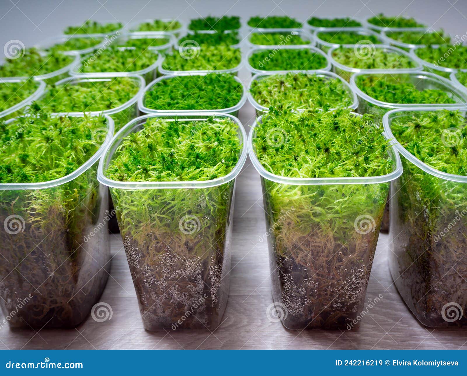Growing Sphagnum Moss of Different Varieties Stock Image - Image of ...