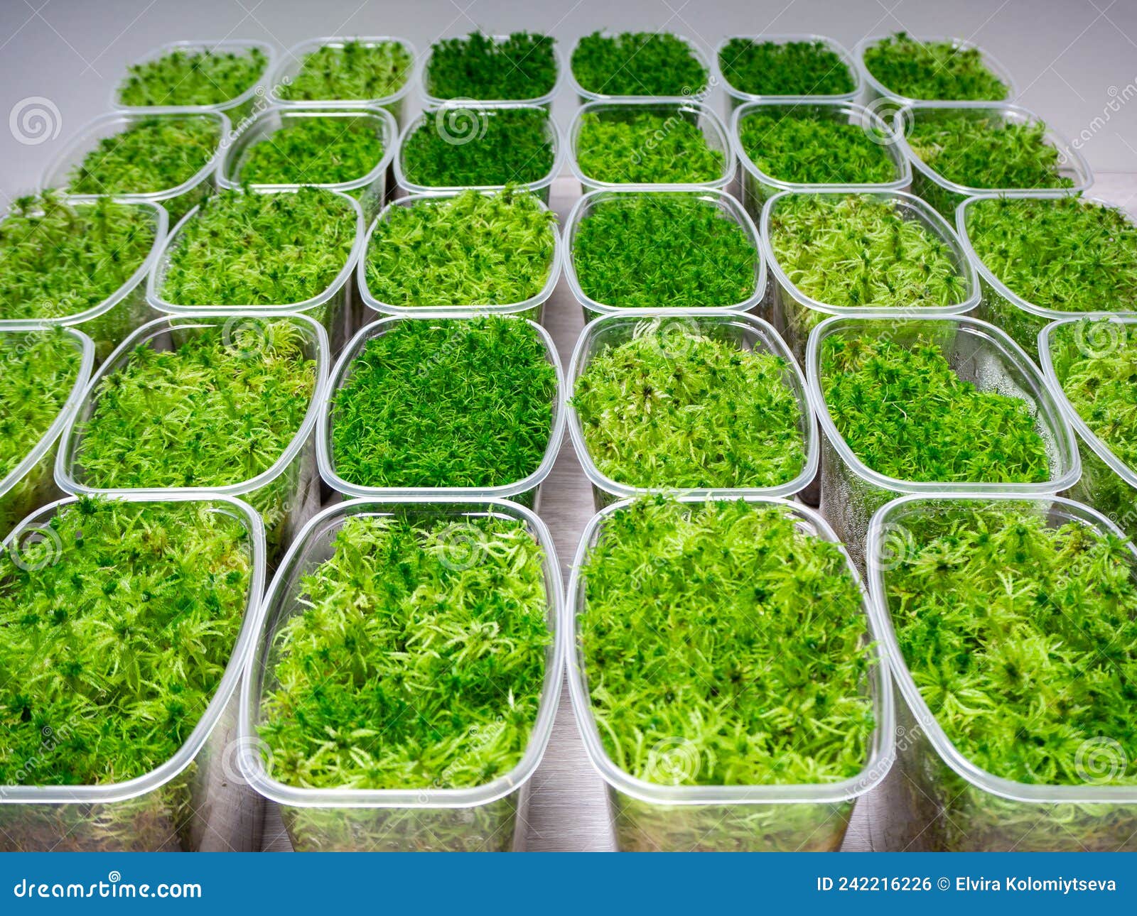 Growing Sphagnum Moss of Different Varieties Stock Photo - Image of ...