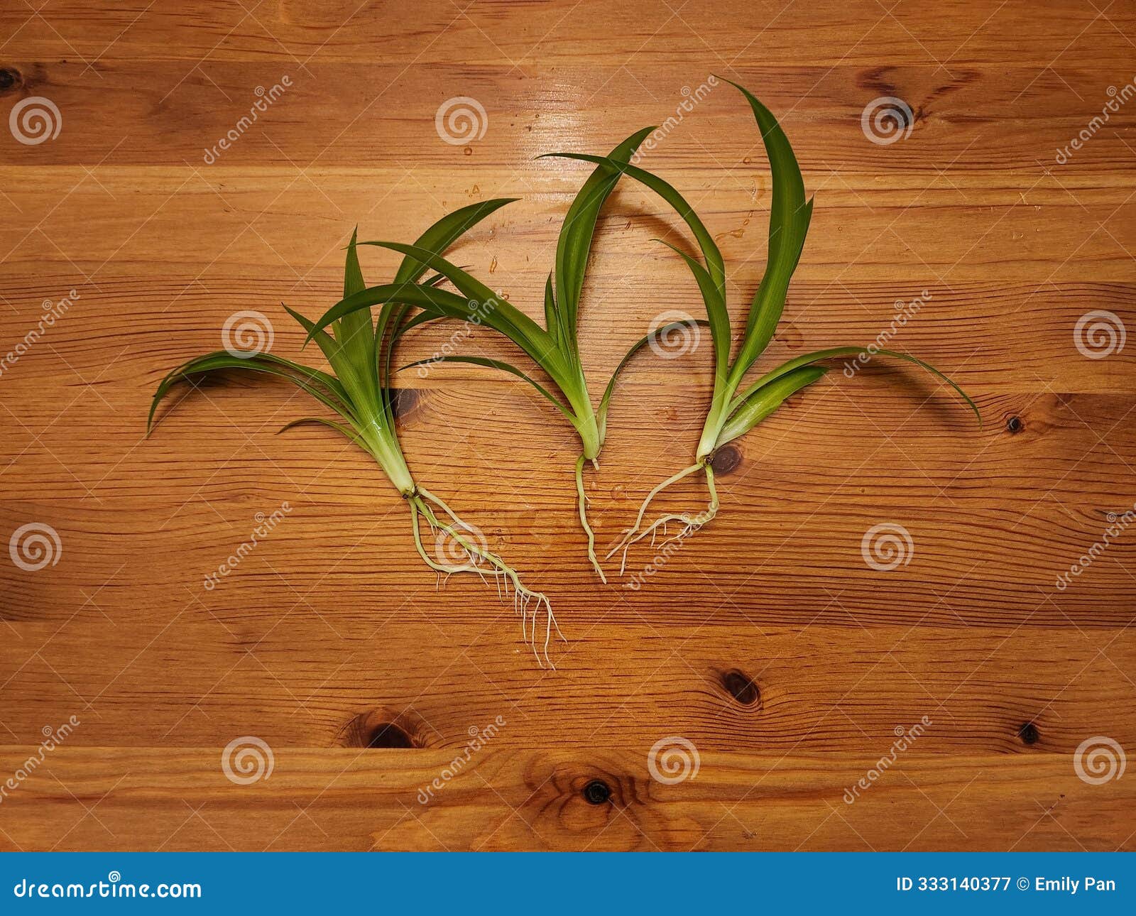 Growing Spider Plants stock image. Image of vegetable - 333140377