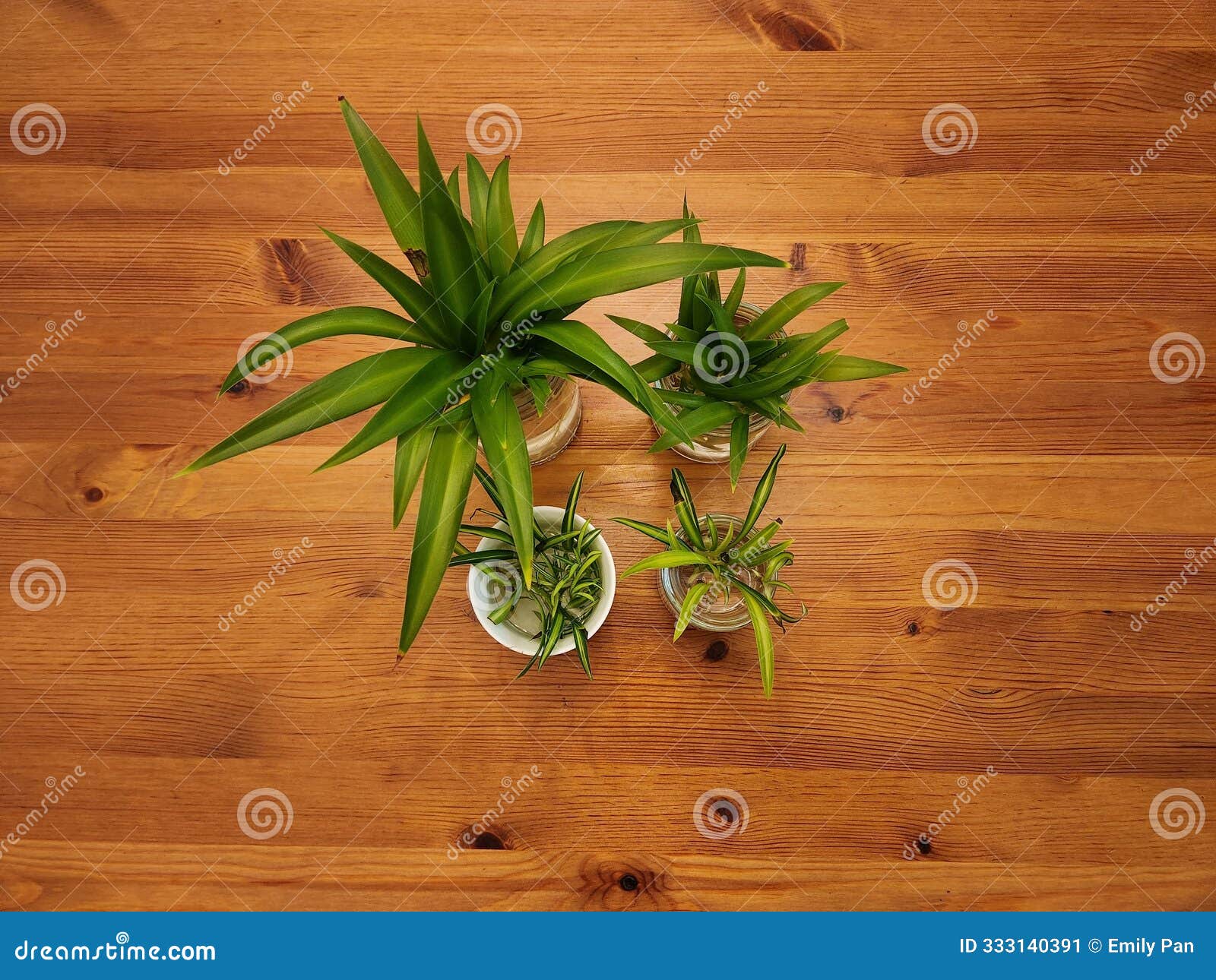 Spider Plants Stock Image | CartoonDealer.com #120085897