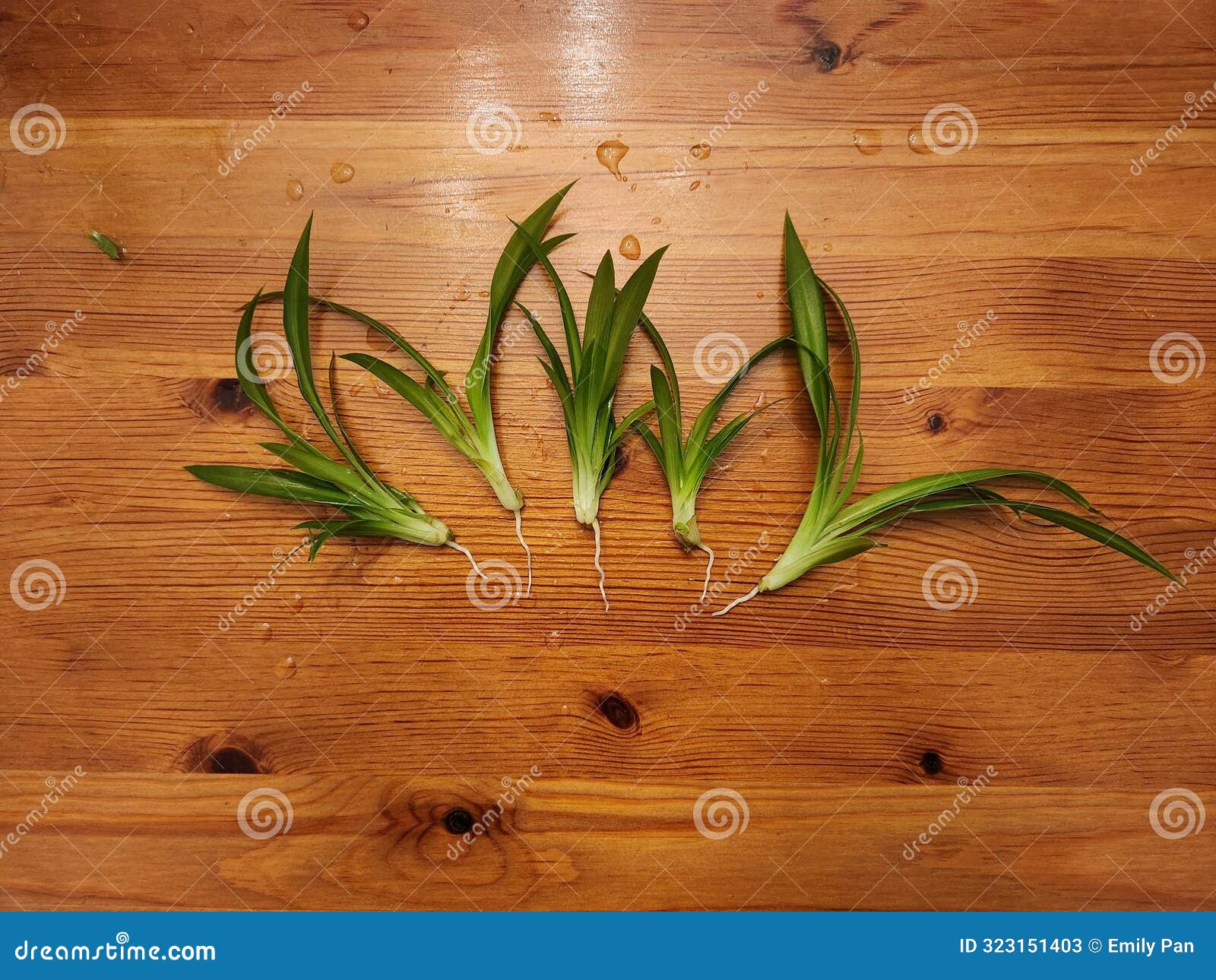 Spider Plants Stock Image | CartoonDealer.com #120085897