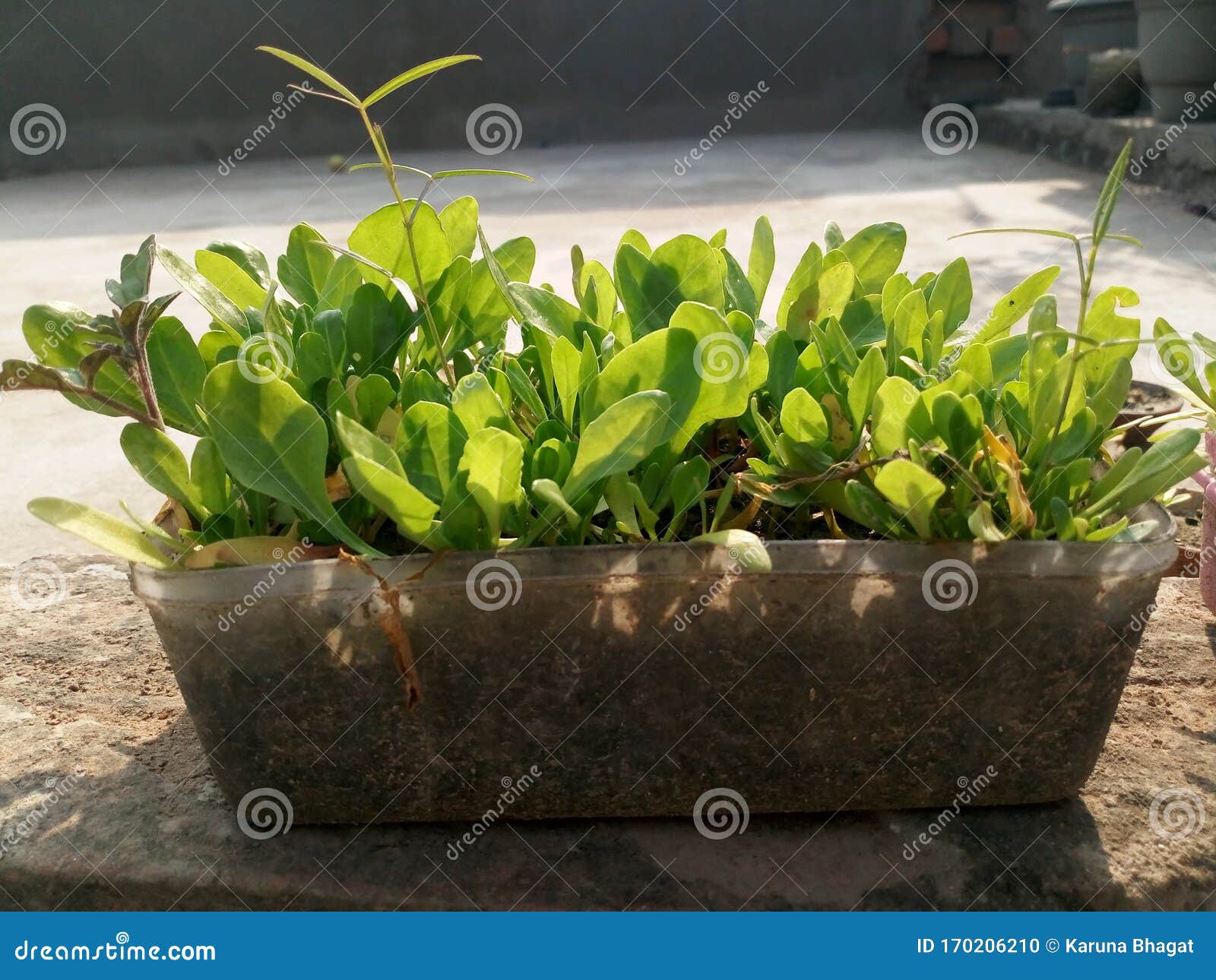 Growing Spinach Plant, Green Plant Sun Rays Stock Photo - Image of ...