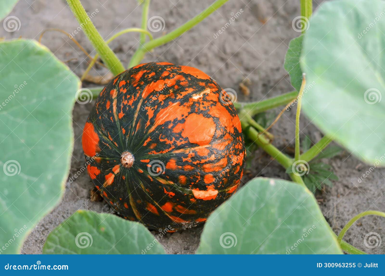 Growing Spotted Pumpkin in Open Ground. Stock Image - Image of ...