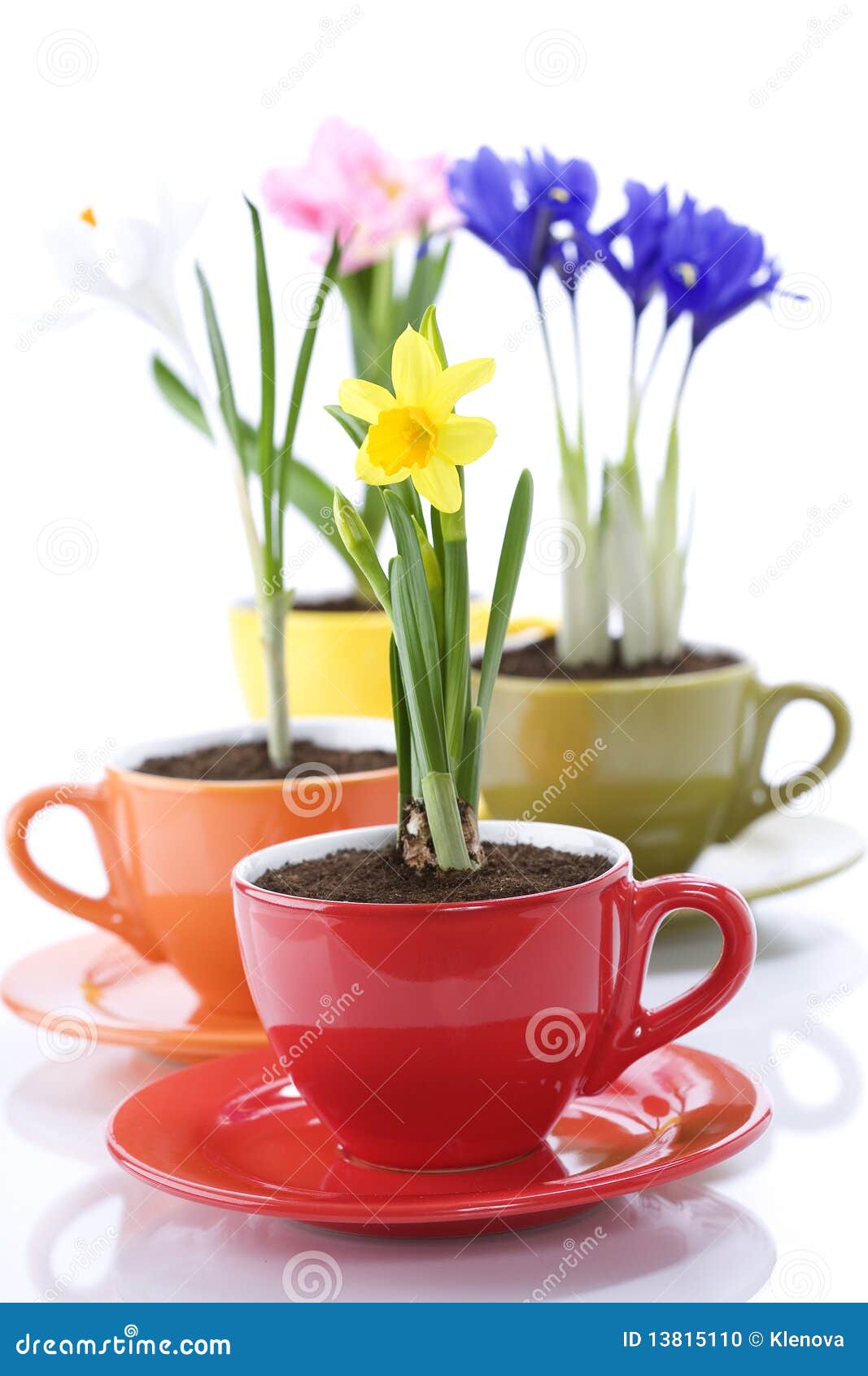 Growing Spring Flowers in a Cup Stock Photo - Image of narcis, iris ...