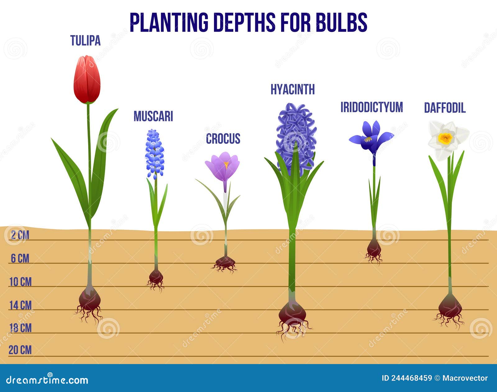 Growing Spring Flowers Infographics Stock Vector - Illustration of ...