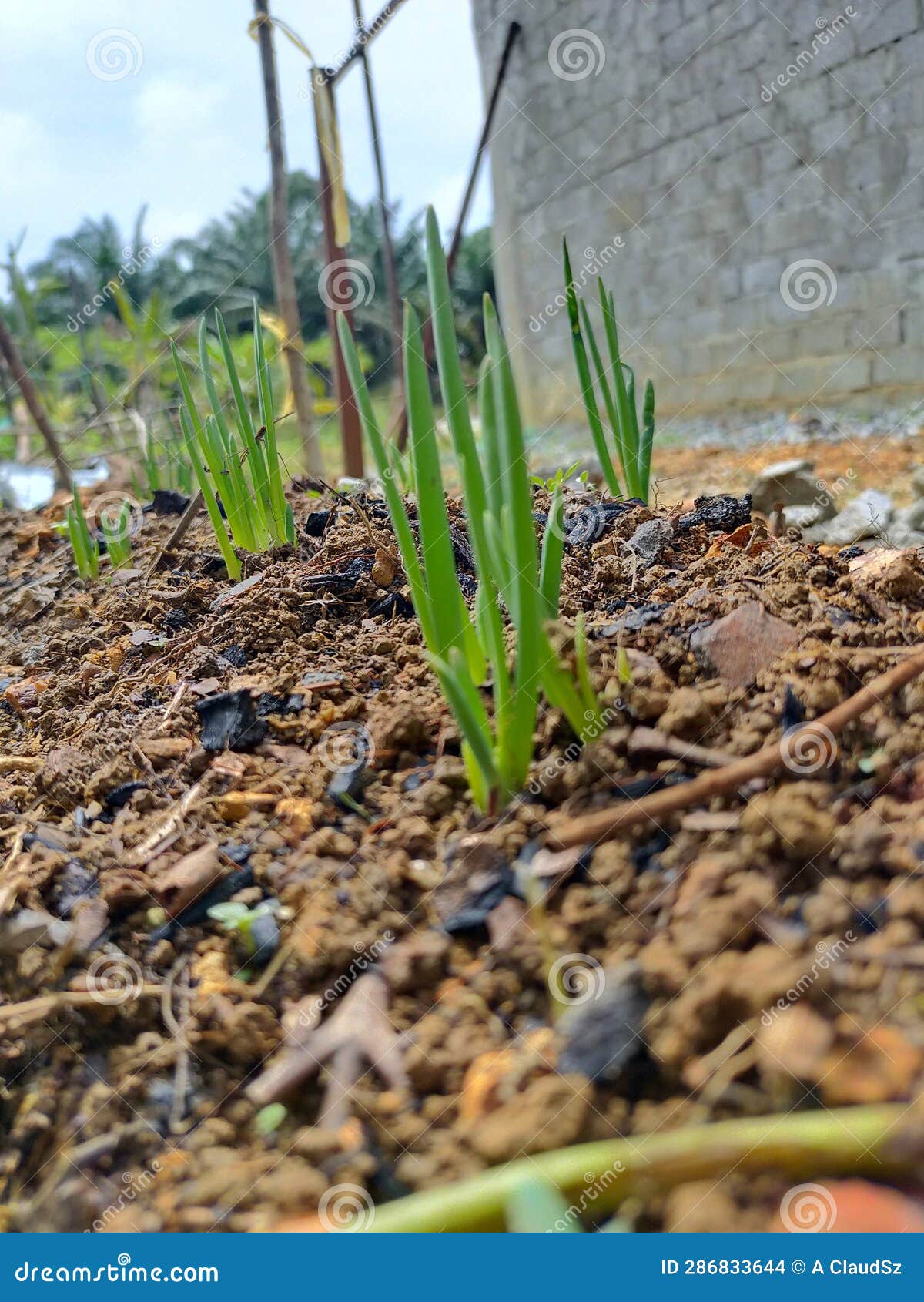 Growing Spring Onion Naturally Stock Photo - Image of plant, growing ...