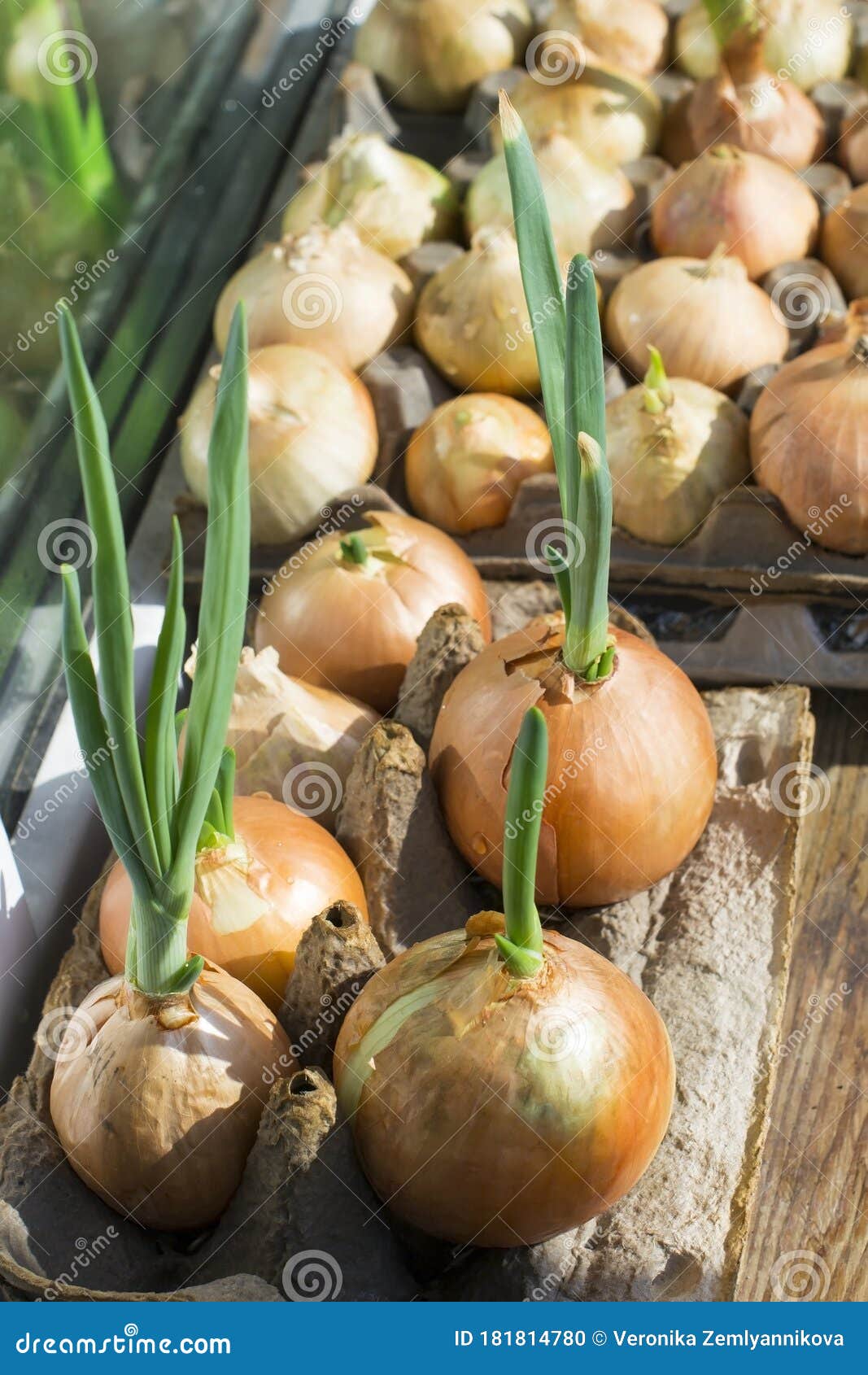 Growing Cells For A Cure Stock Photo | CartoonDealer.com #57197664